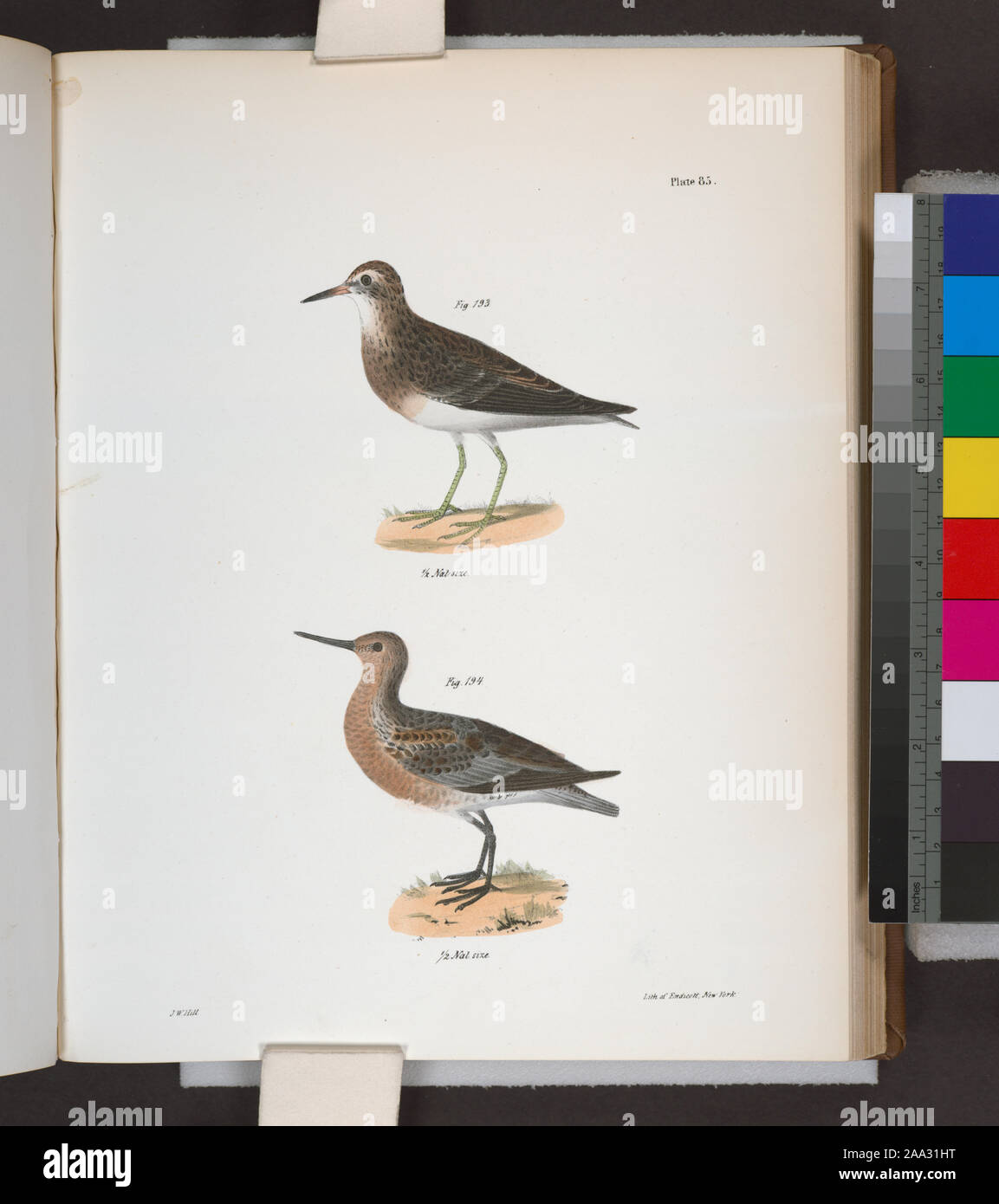 193. The Pectoral Sandpiper (Tringa pectoralis). 194. The Red-breasted ...