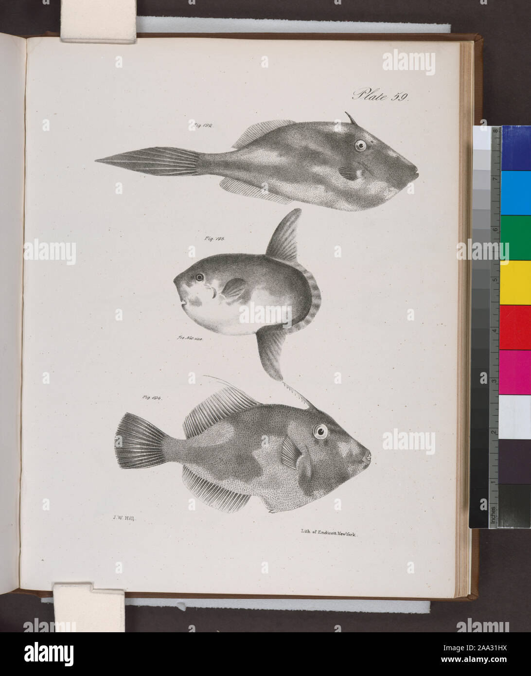 192. The Long-tailed Unicorn-fish (Aluteres cuspicauda). 193. The Short ...