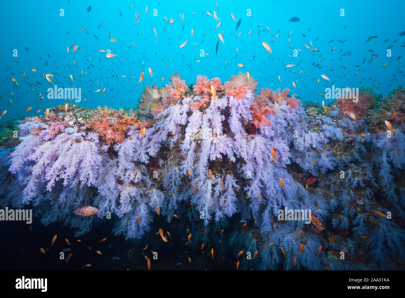 Colored Coral Reef, Ari Atoll, Indian Ocean, Maldives Stock Photo - Alamy