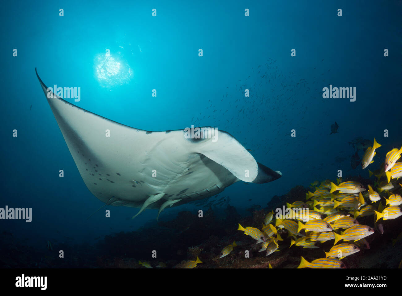 Reef Manta Ray, Manta alfredi, Ari Atoll, Indian Ocean, Maldives Stock ...