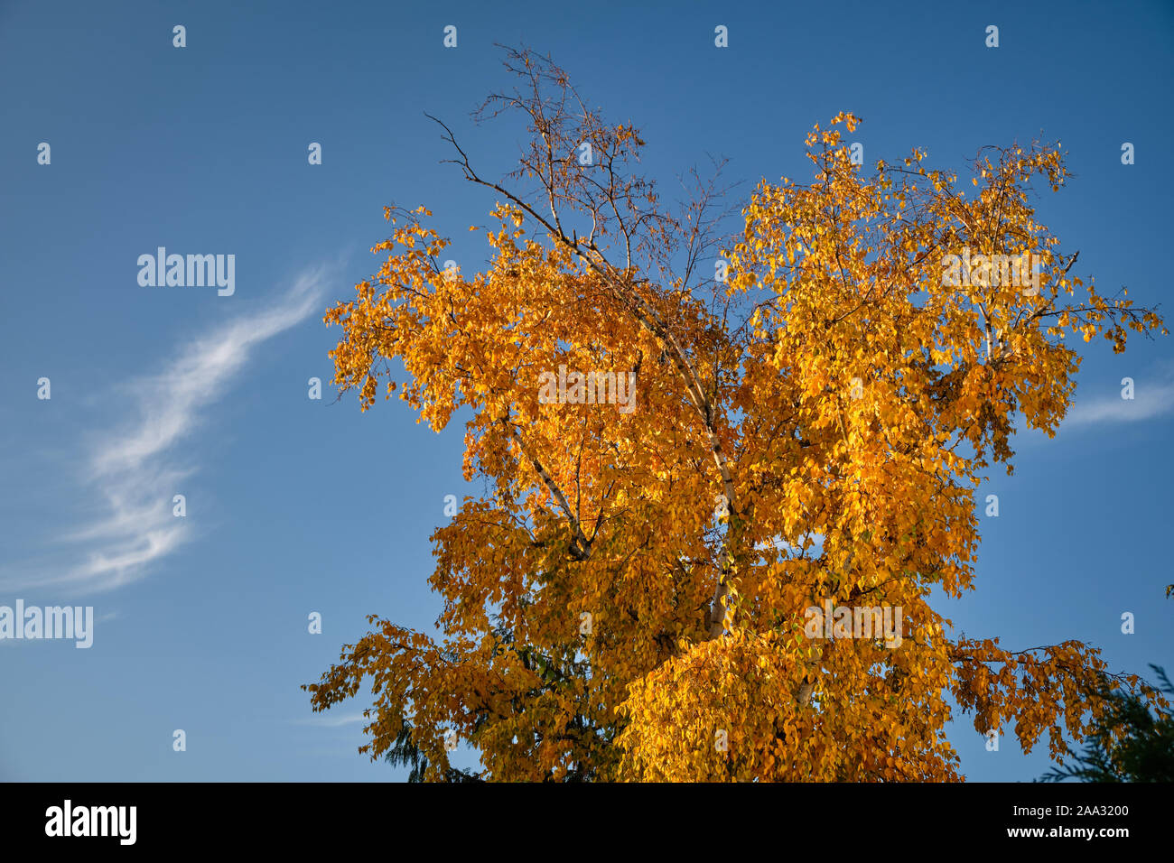 Beautiful birch tree with yellow fall foliage against the blue sky with ...