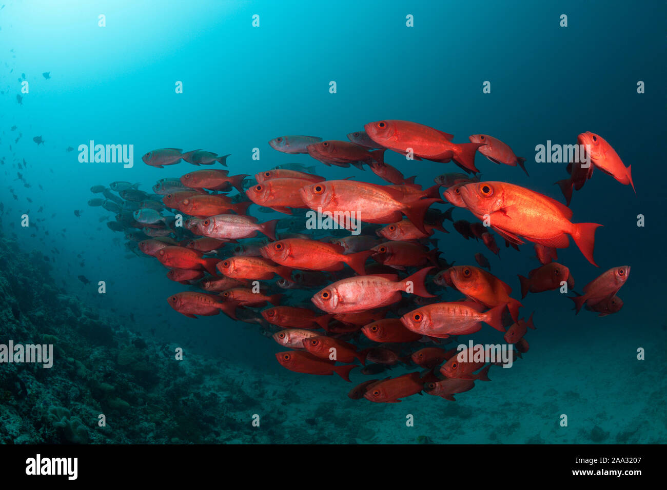 Shoal of Crescent-tail Bigeye, Priacanthus hamrur, Ari Atoll, Indian ...