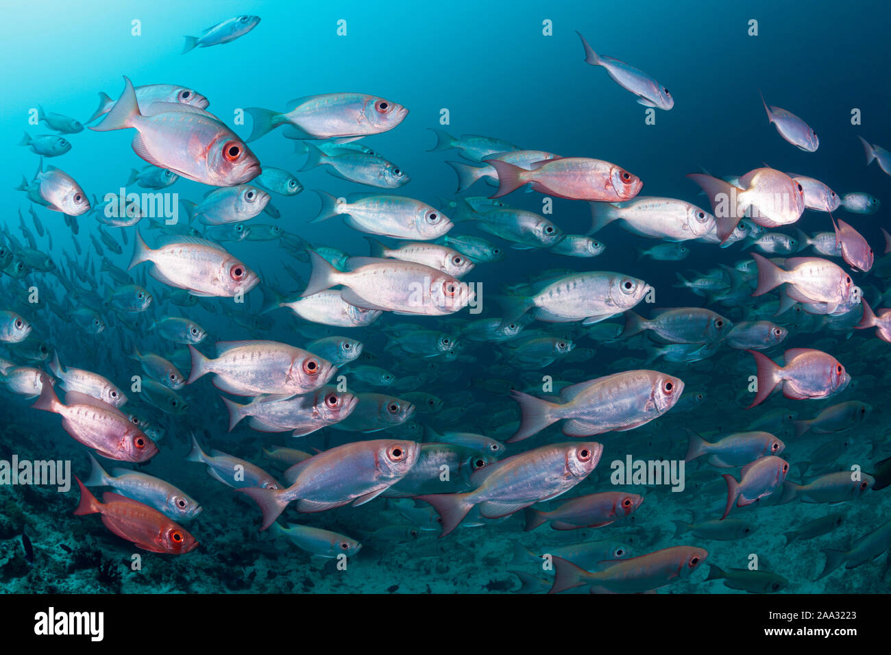 Shoal of Crescent-tail Bigeye, Priacanthus hamrur, Ari Atoll, Indian ...
