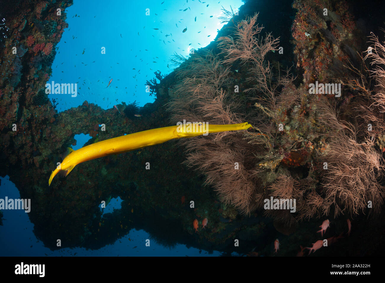 Yellow Trumpetfish, Aulostomus chinensis, Ari Atoll, Indian Ocean ...