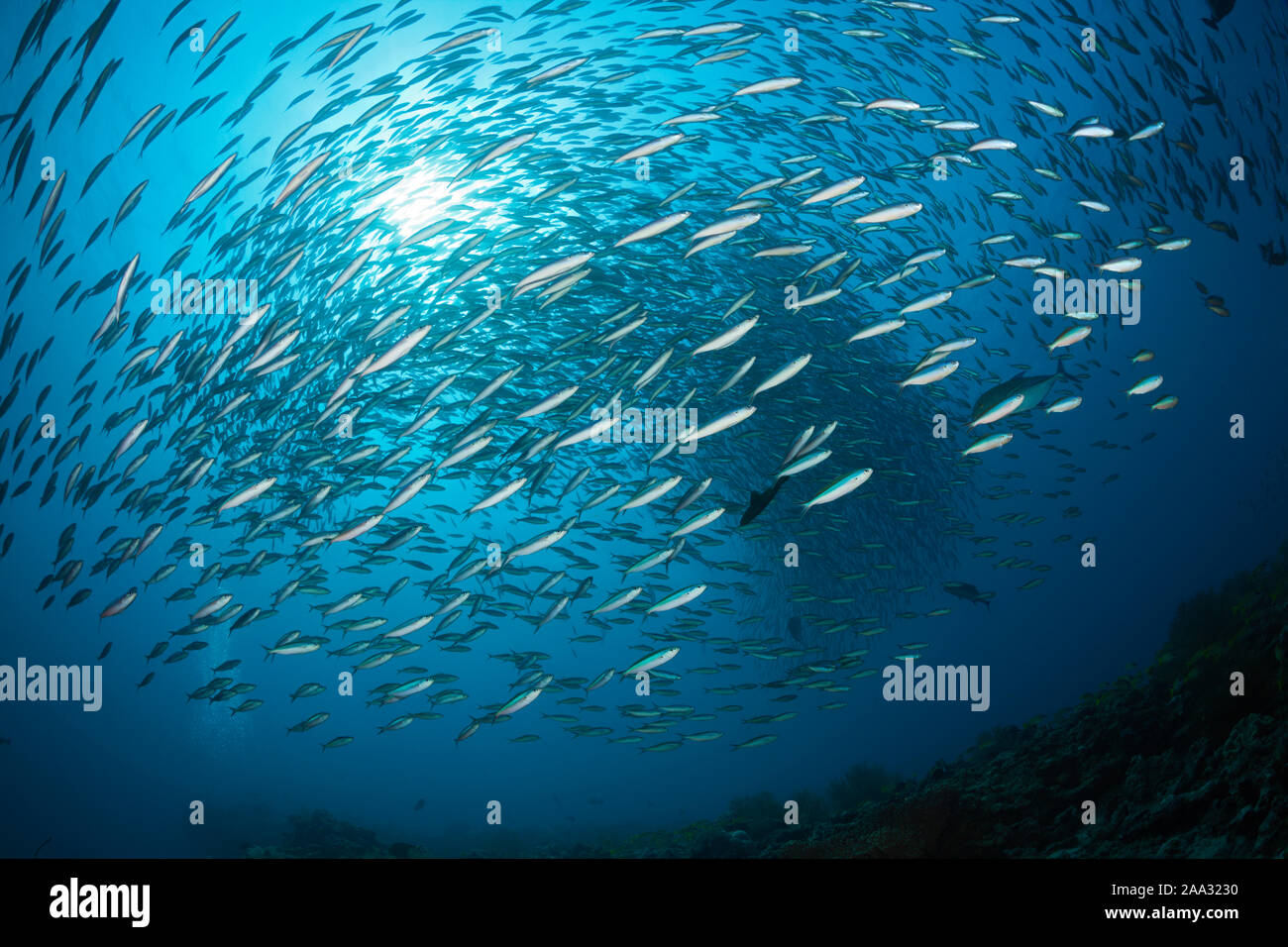 Shoal of Neon Fusilier, Pterocaesio tile, Ari Atoll, Indian Ocean ...