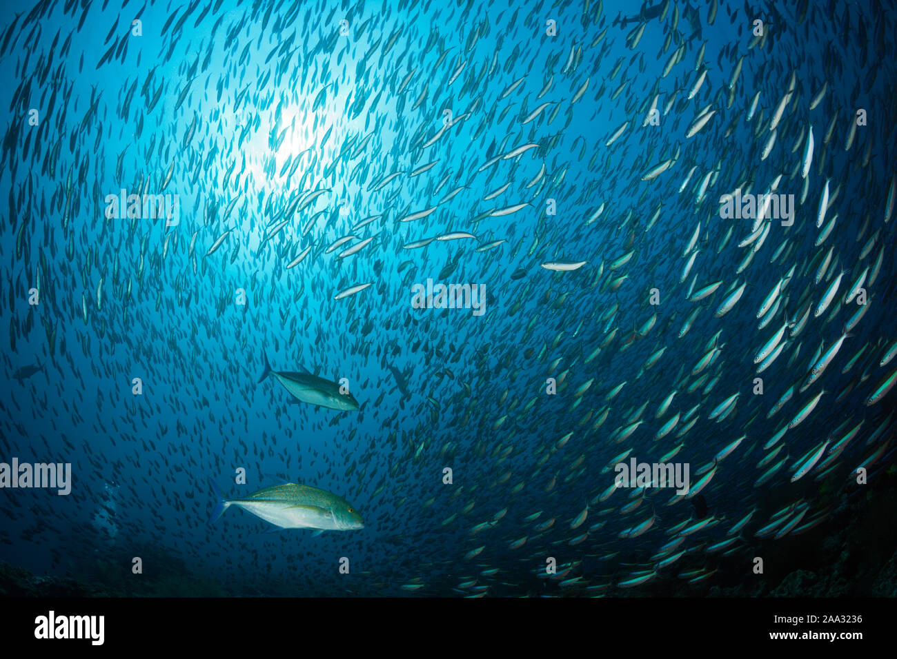 Fusilier fish hi-res stock photography and images - Alamy