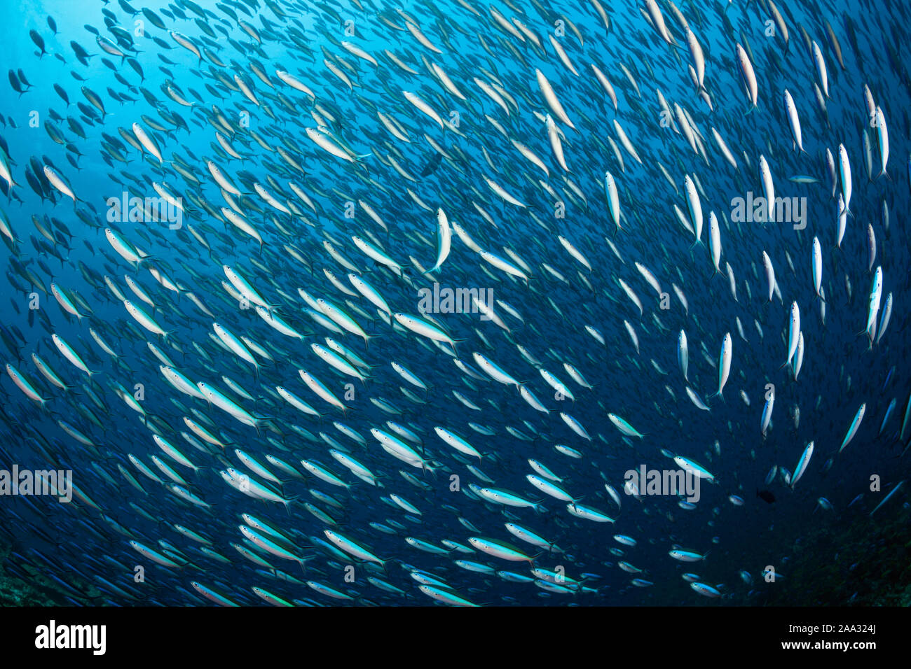 Shoal of Neon Fusilier, Pterocaesio tile, Ari Atoll, Indian Ocean ...