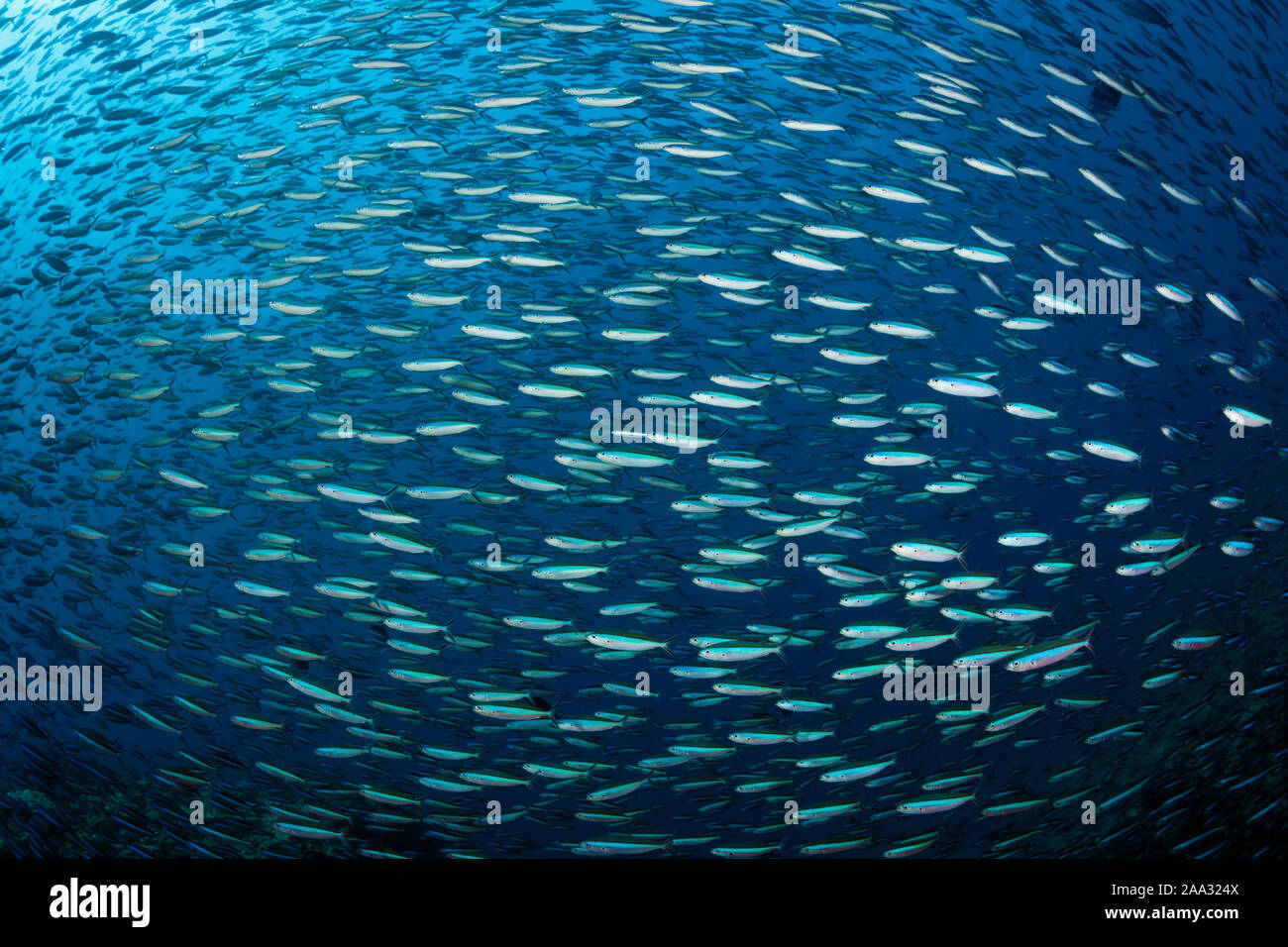 Shoal of Neon Fusilier, Pterocaesio tile, Ari Atoll, Indian Ocean ...