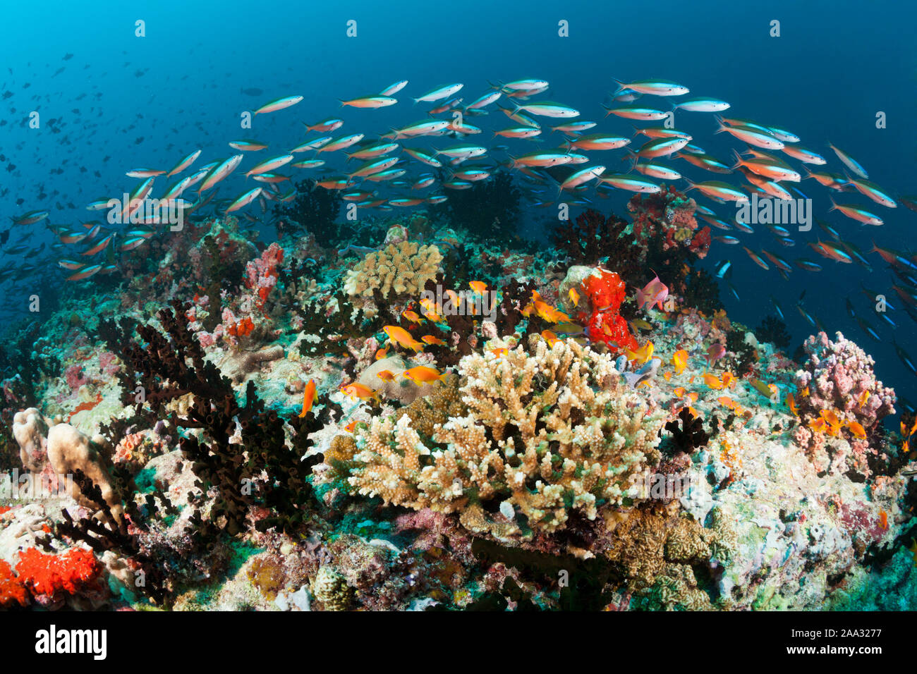 Colored Coral Reef, Ari Atoll, Indian Ocean, Maldives Stock Photo - Alamy