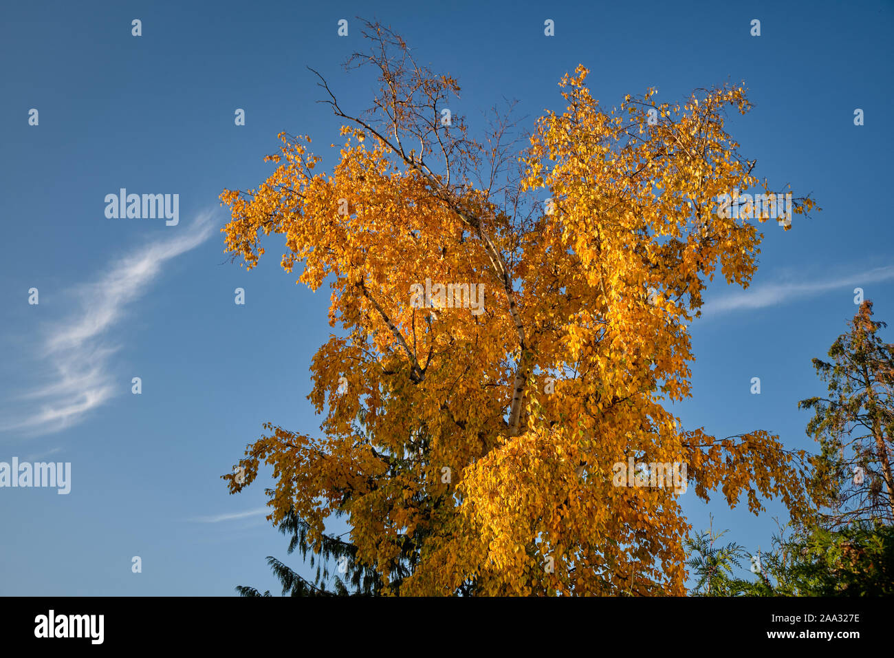 Beautiful birch tree with yellow fall foliage against the blue sky with ...
