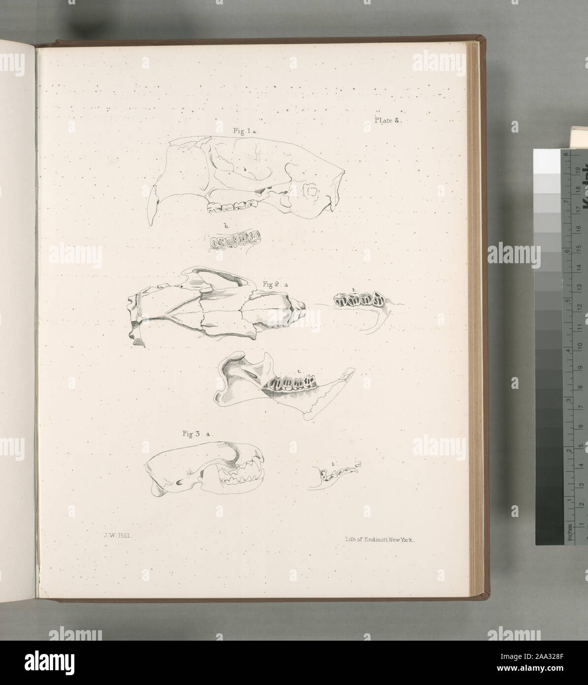 1a. Skull of the Beaver (Castor fiber), b. Vertical view of the teeth ...