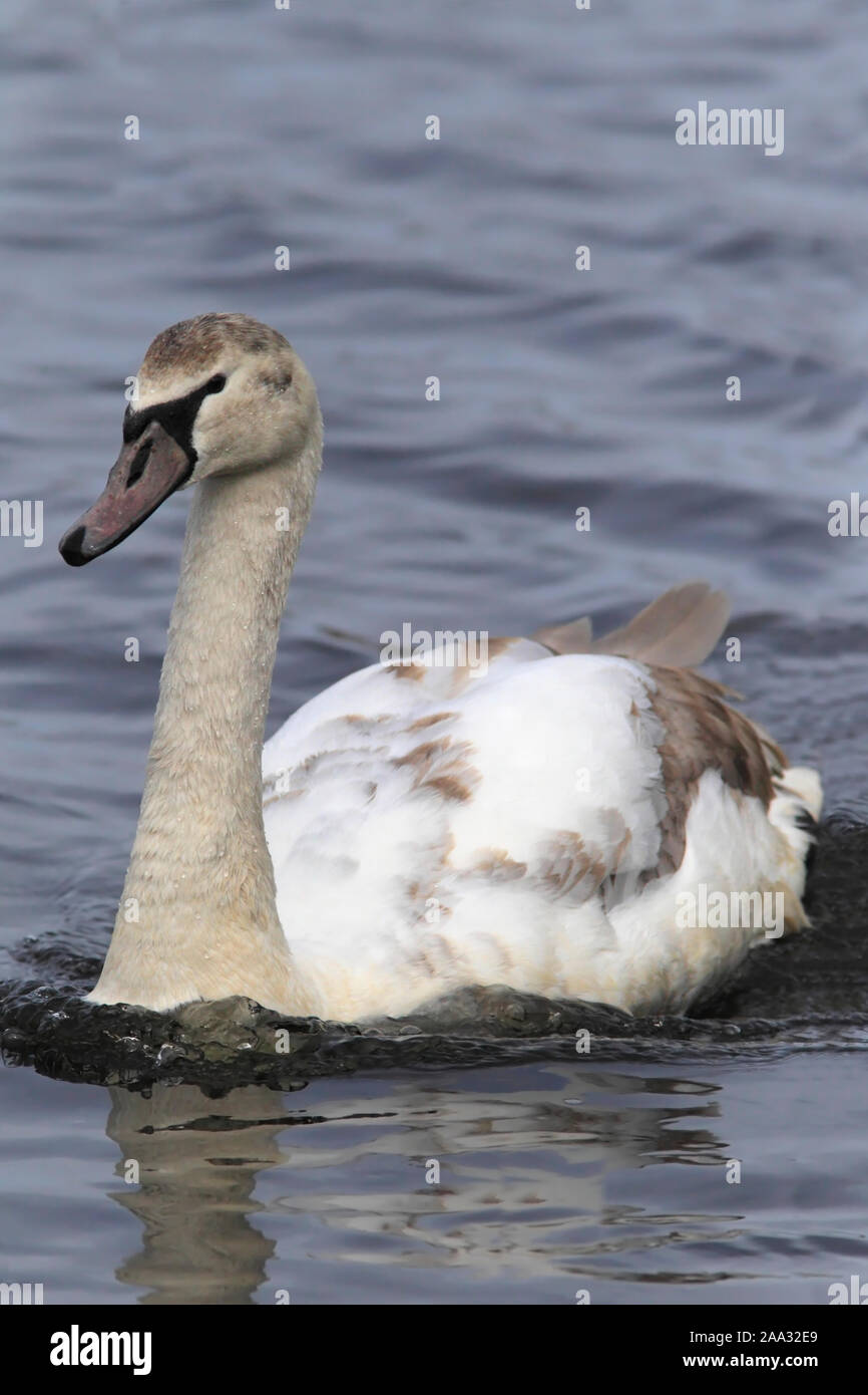 Swan and immature swan swimming hi-res stock photography and images - Alamy