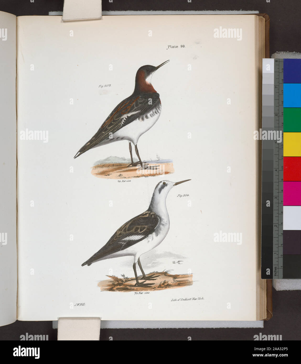 203, 204. The Hyperborean Lobefoot (Lobipes hyperboreus).; 203, 204 ...