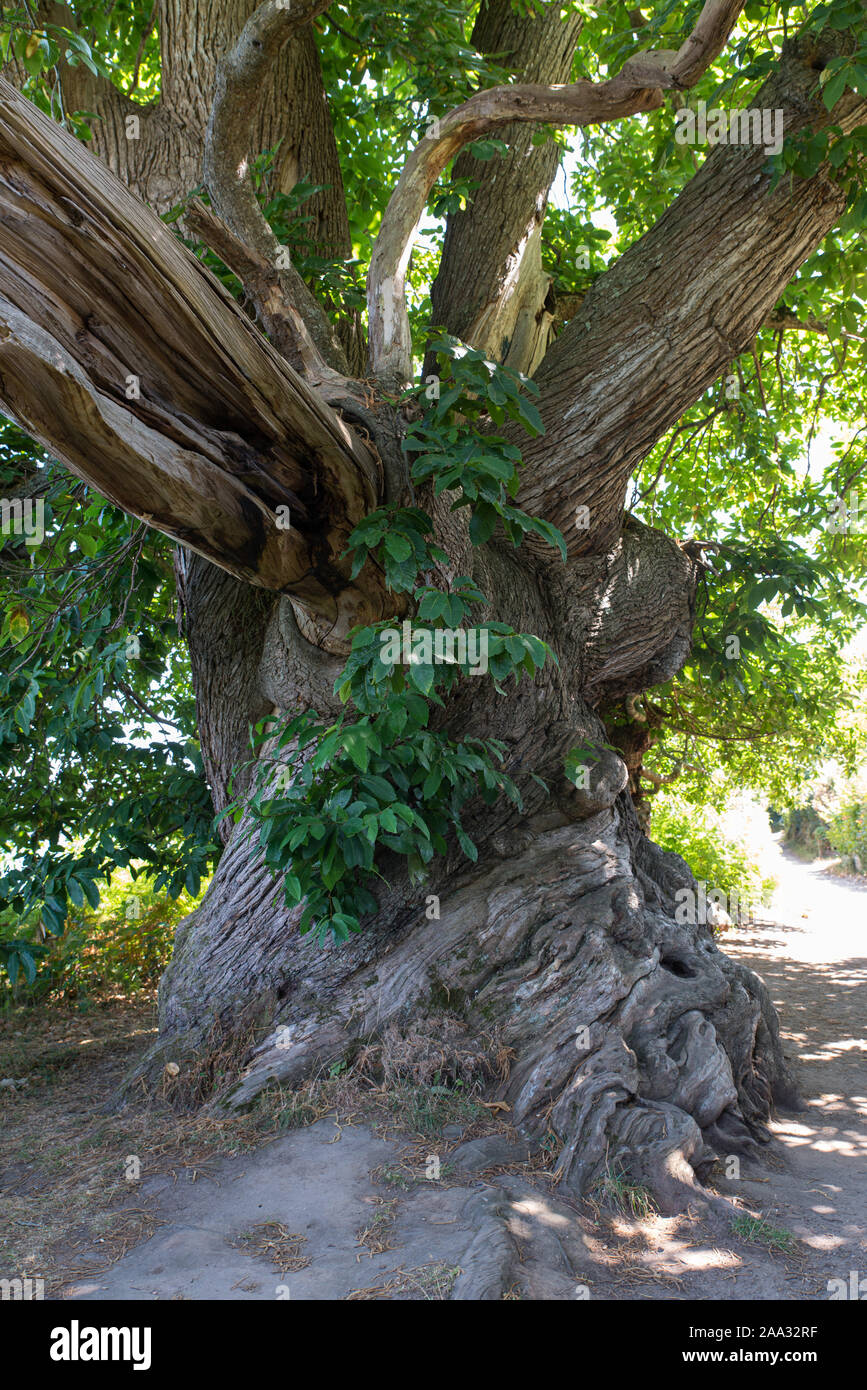 400 years old chestnut tree in Brittany, Morbihan, France Stock Photo ...