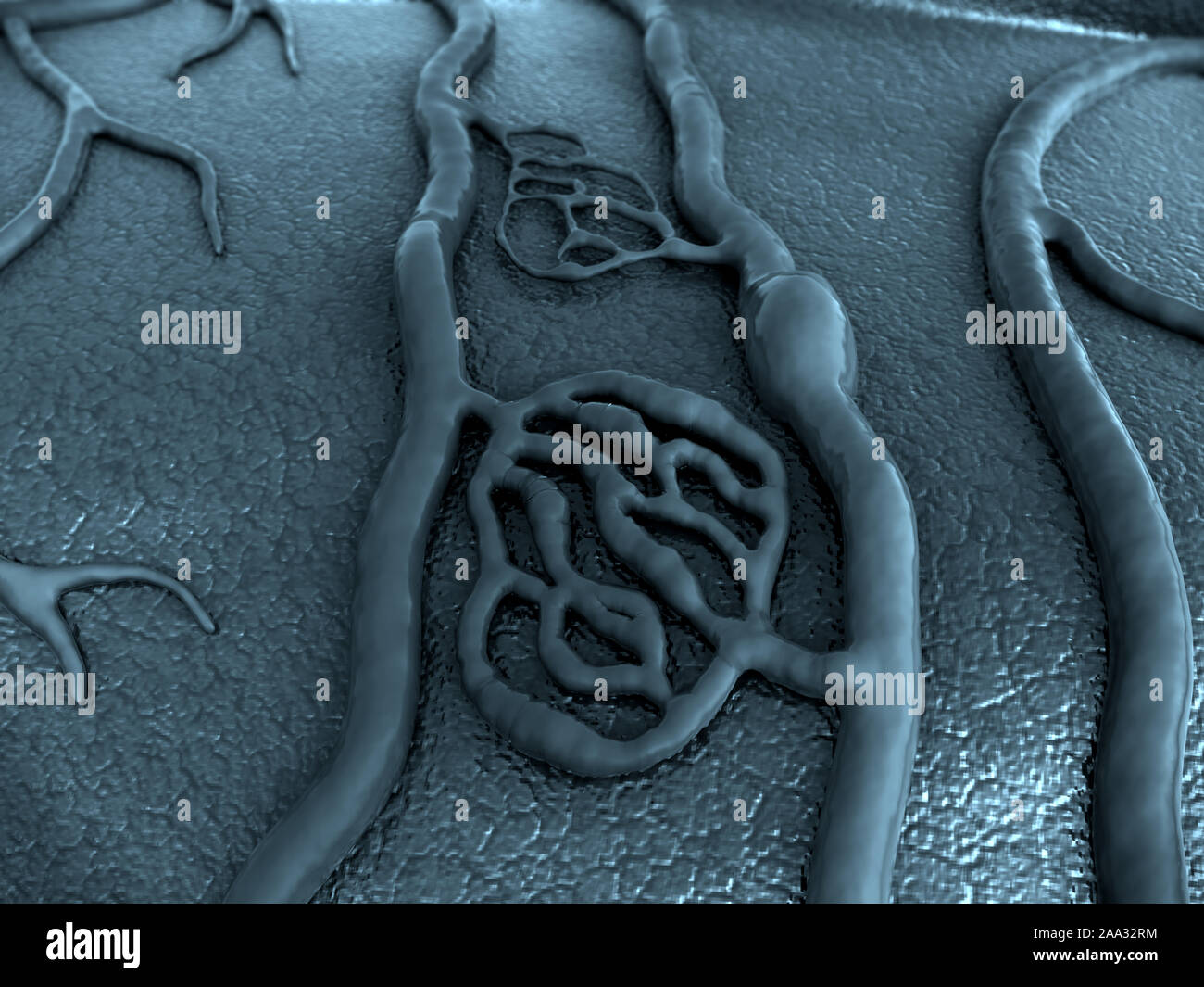 Capillary and cells, field of cells,receptors on the cells surface ...