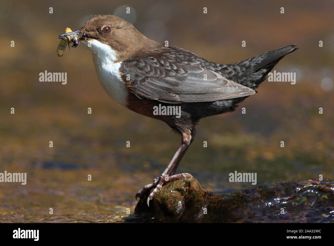 Dipper Bird Uk High Resolution Stock Photography and Images - Alamy