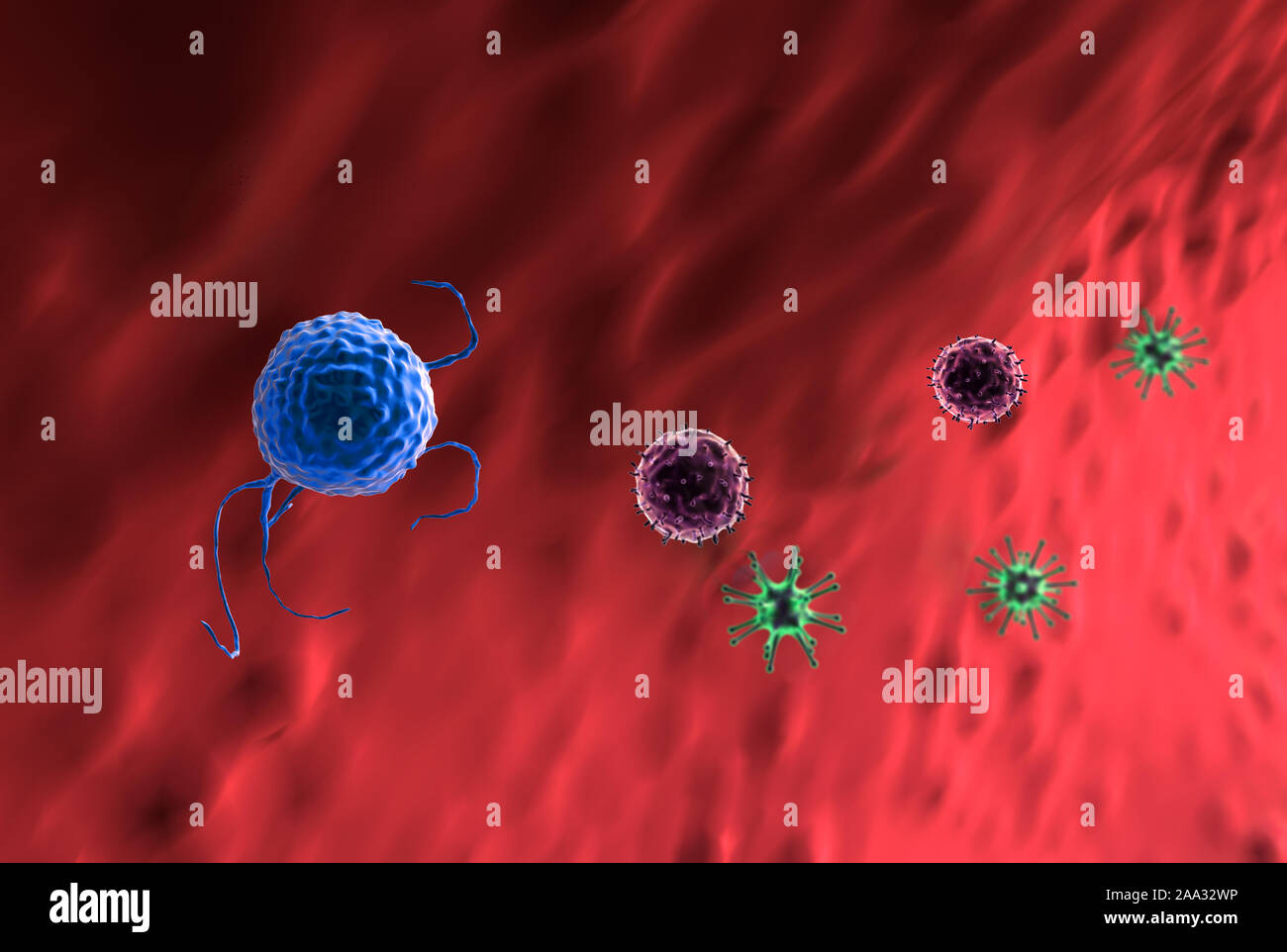 phagocyte kills viruses, inside the human body, medical 3D graphics ...