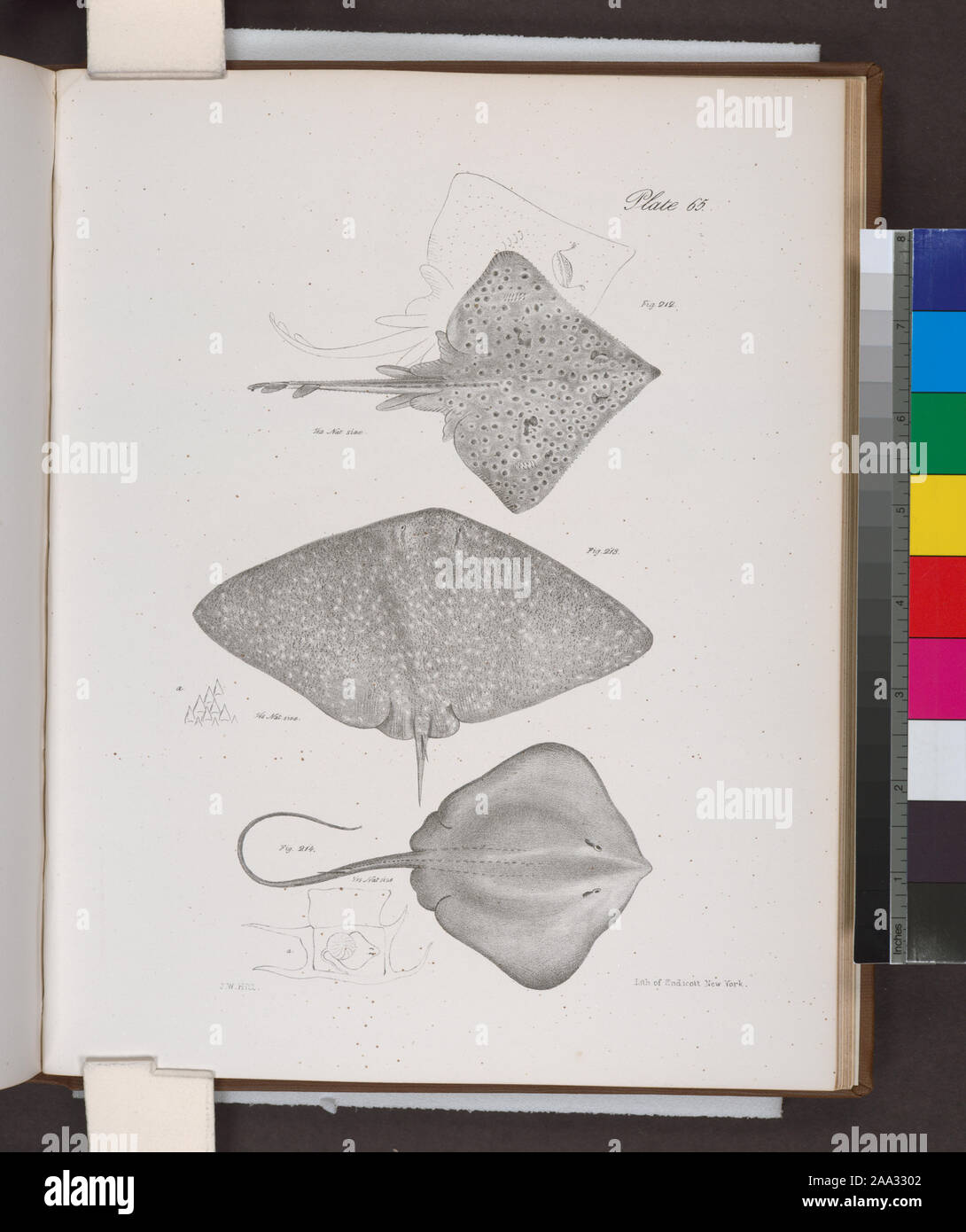 212. The Spotted Ray, male, (Raina ocellata). 213. The Broad Sting Ray ...