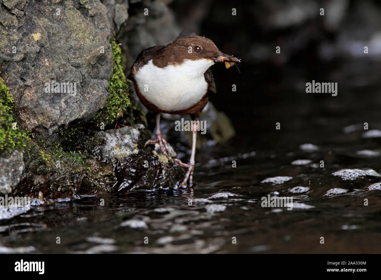 Dipper bird hi-res stock photography and images - Alamy