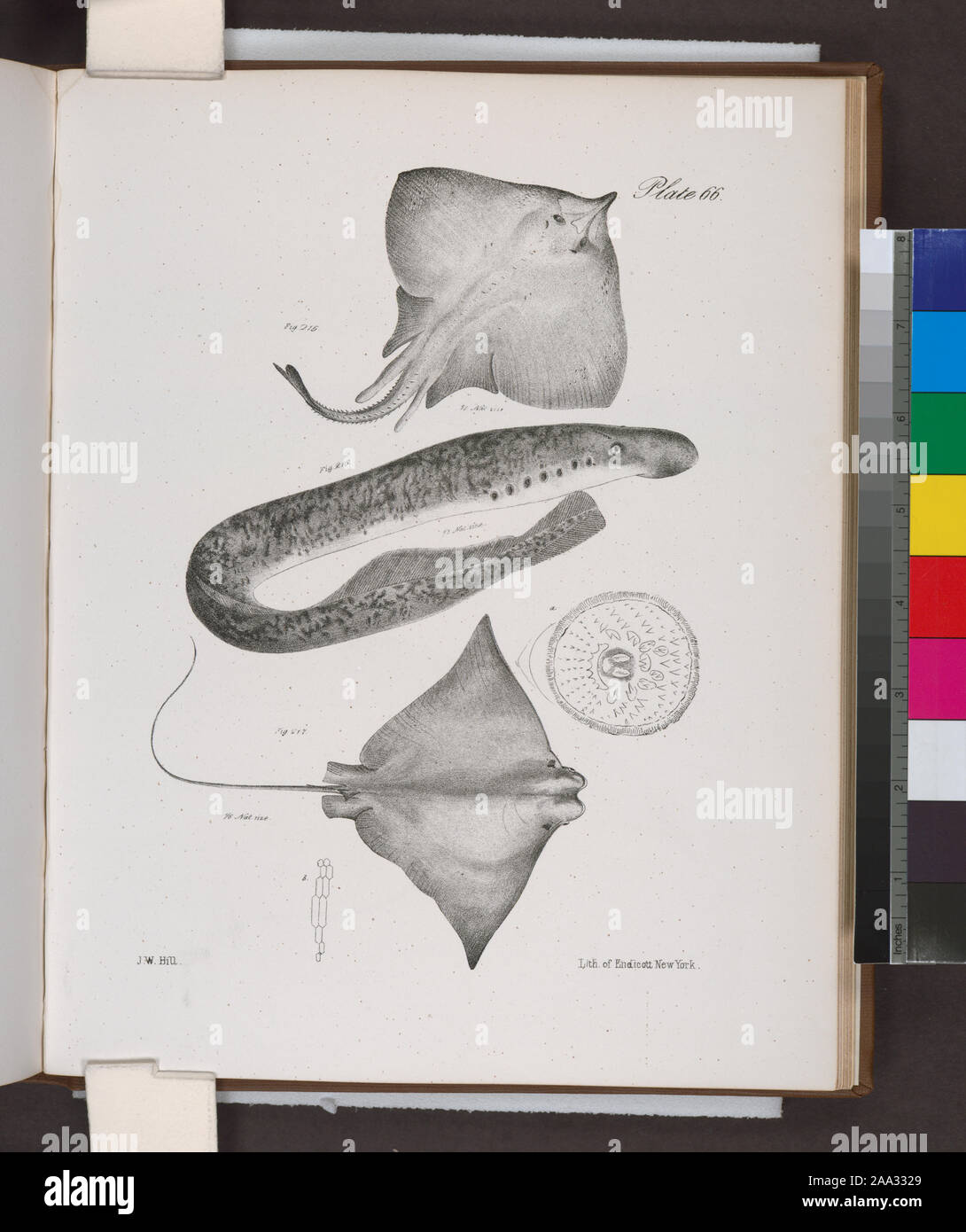 American cow nose ray hi-res stock photography and images - Alamy