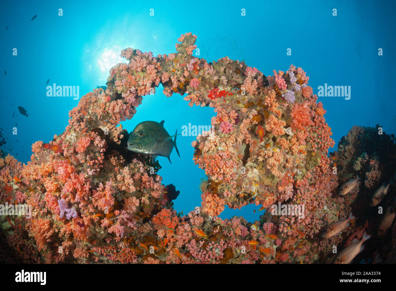 Colored Coral Reef, North Male Atoll, Indian Ocean, Maldives Stock ...