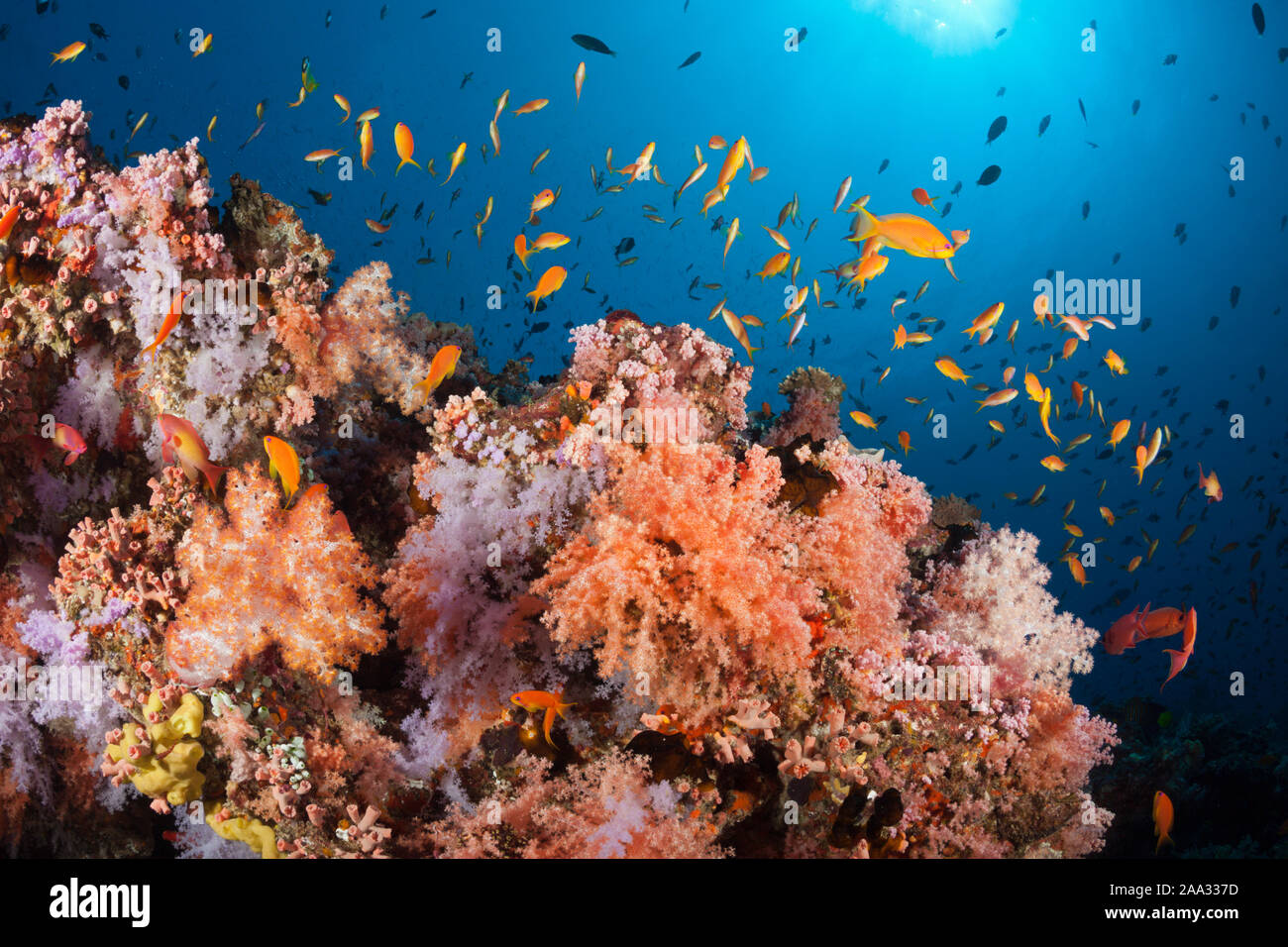Colored Coral Reef, North Male Atoll, Indian Ocean, Maldives Stock ...