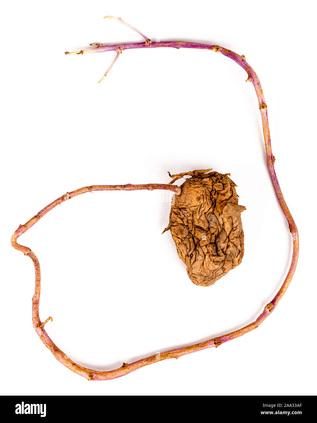 Old germinated yellow potato isolated on white background. Big sprouts ...