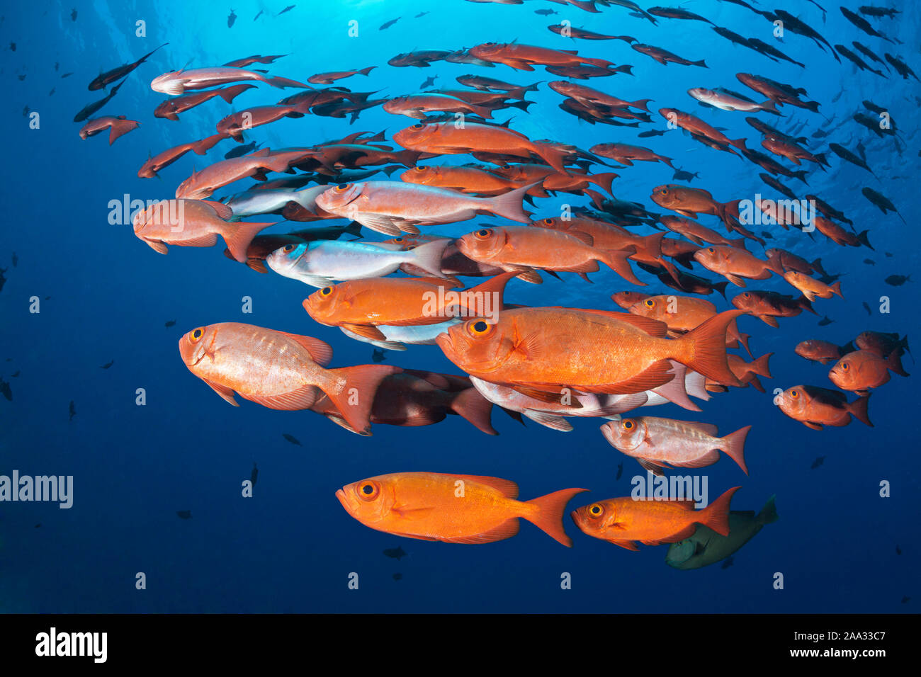 Shoal of Crescent-tail Bigeye, Priacanthus hamrur, North Male Atoll ...