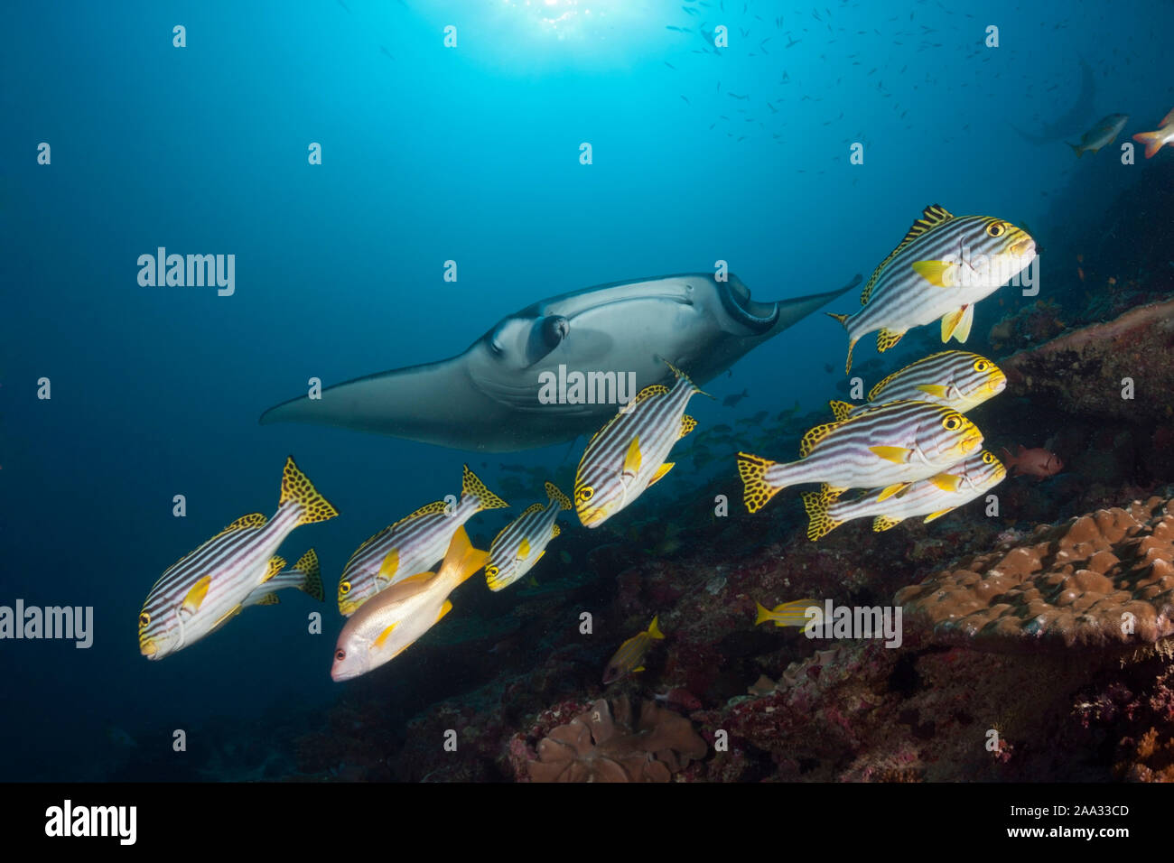 Reef Manta Ray, Manta alfredi, Ari Atoll, Indian Ocean, Maldives Stock ...