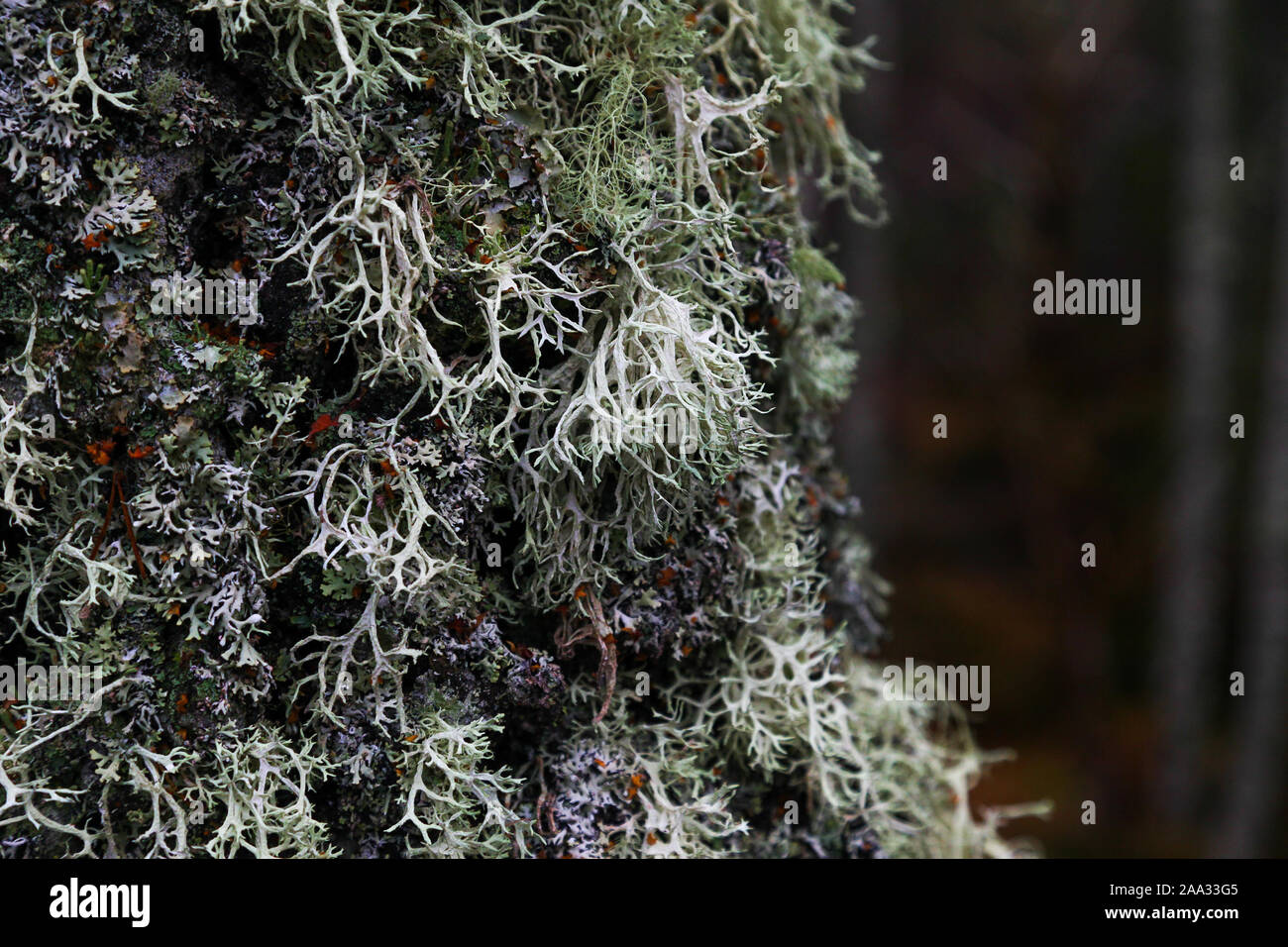 Lock and tree hi-res stock photography and images - Alamy
