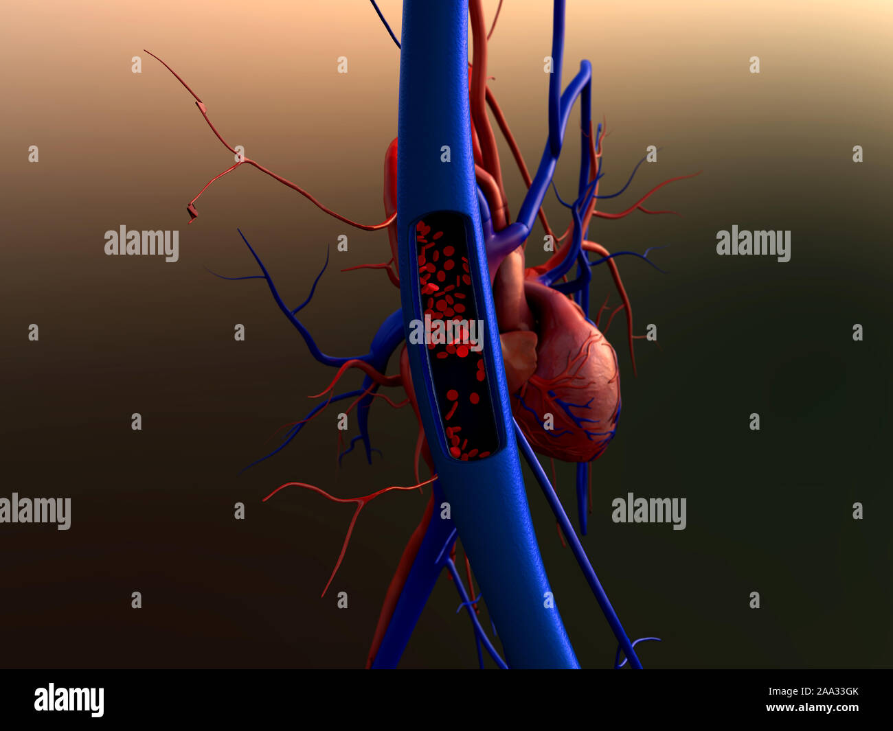 Heart model, heart, Full clipping path included, Human heart for ...