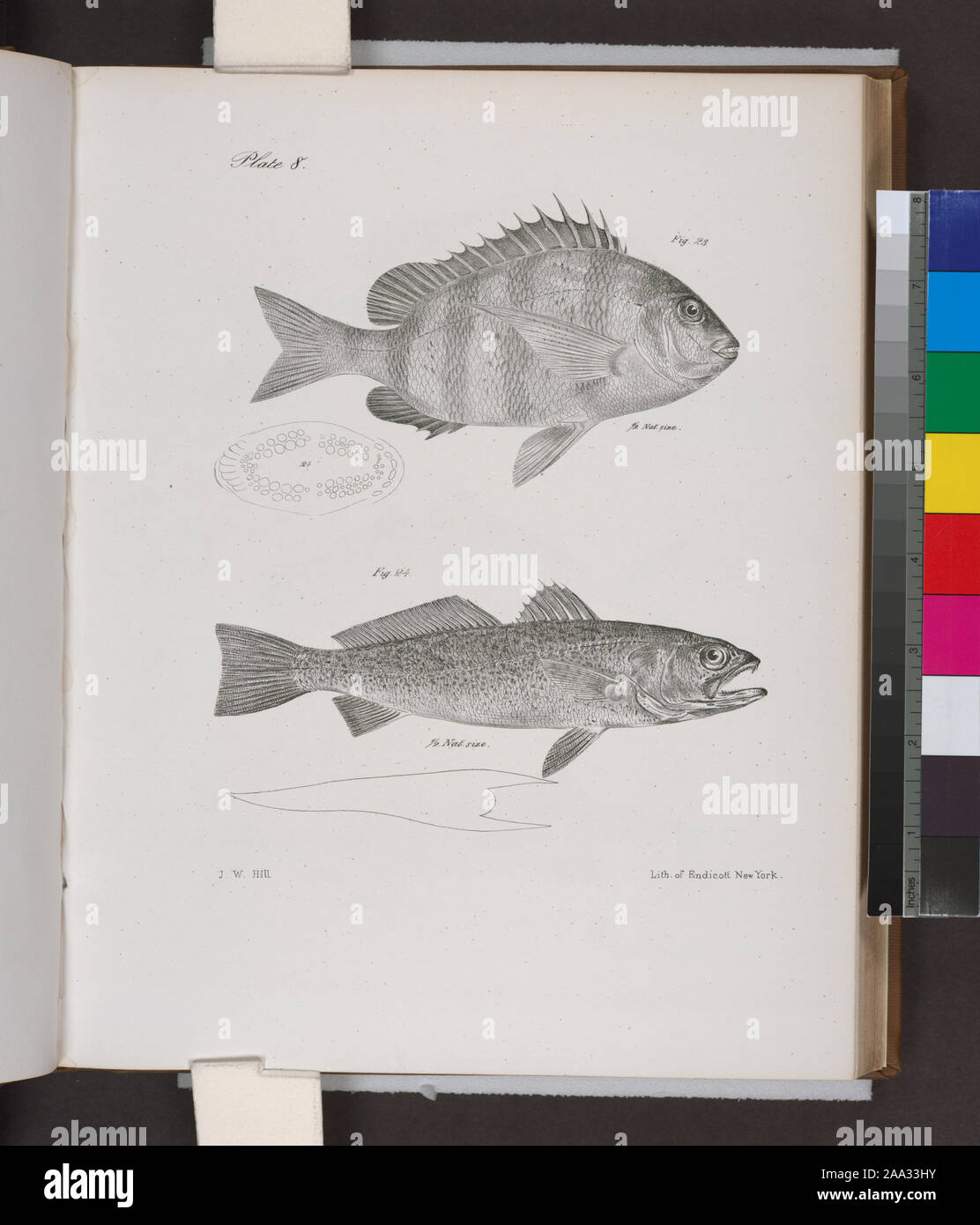 23. The Sheepshead (Sargus ovis). 24. The Weak-fish (Otolithus regalis ...