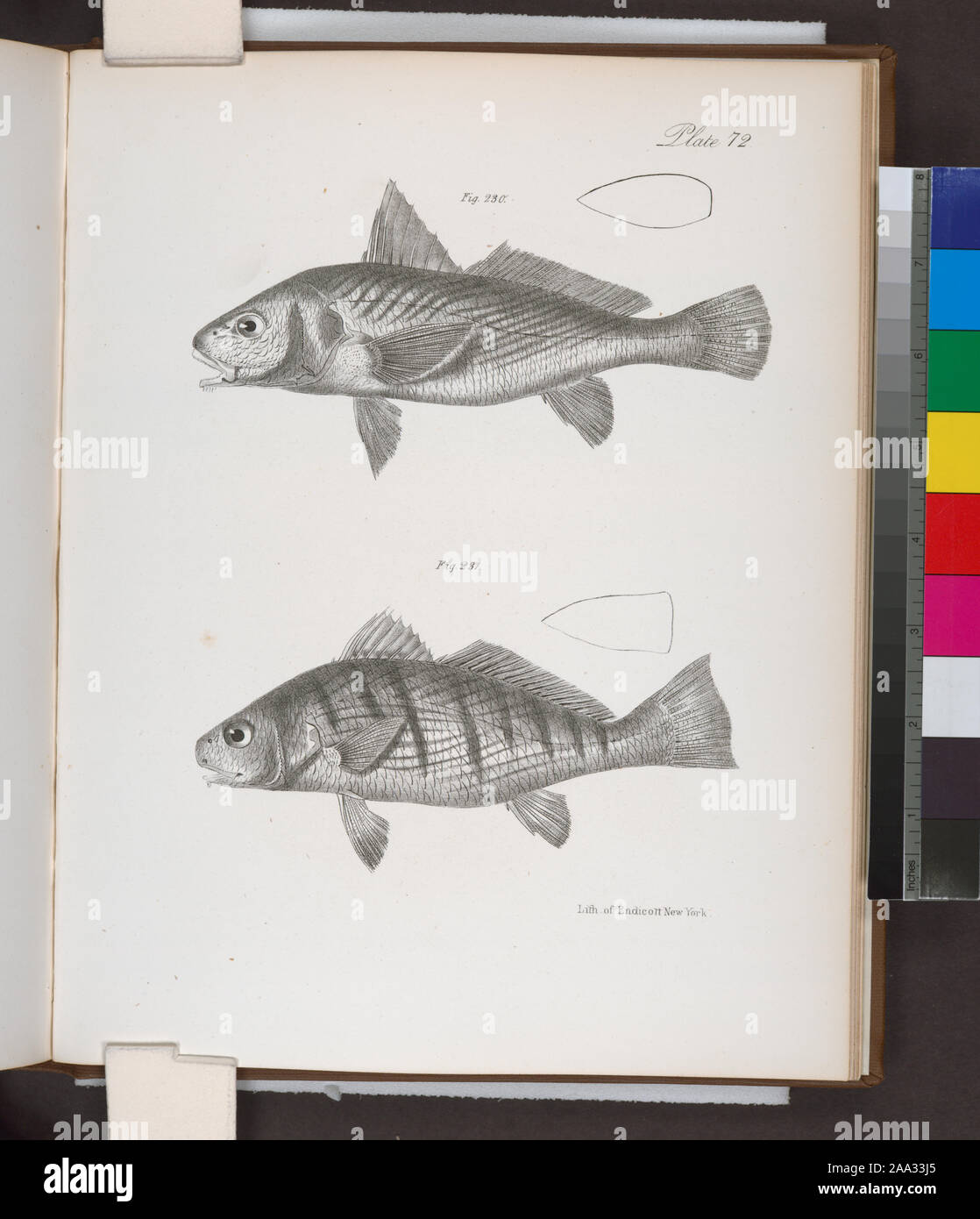 Coroides hi-res stock photography and images - Alamy