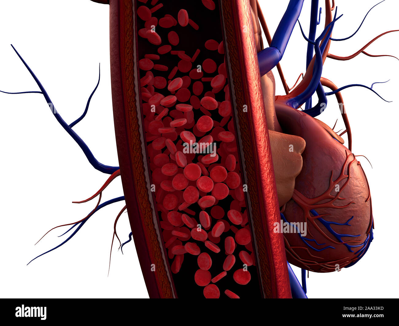 blood vessels, artery shown with a cut out section, High quality ...