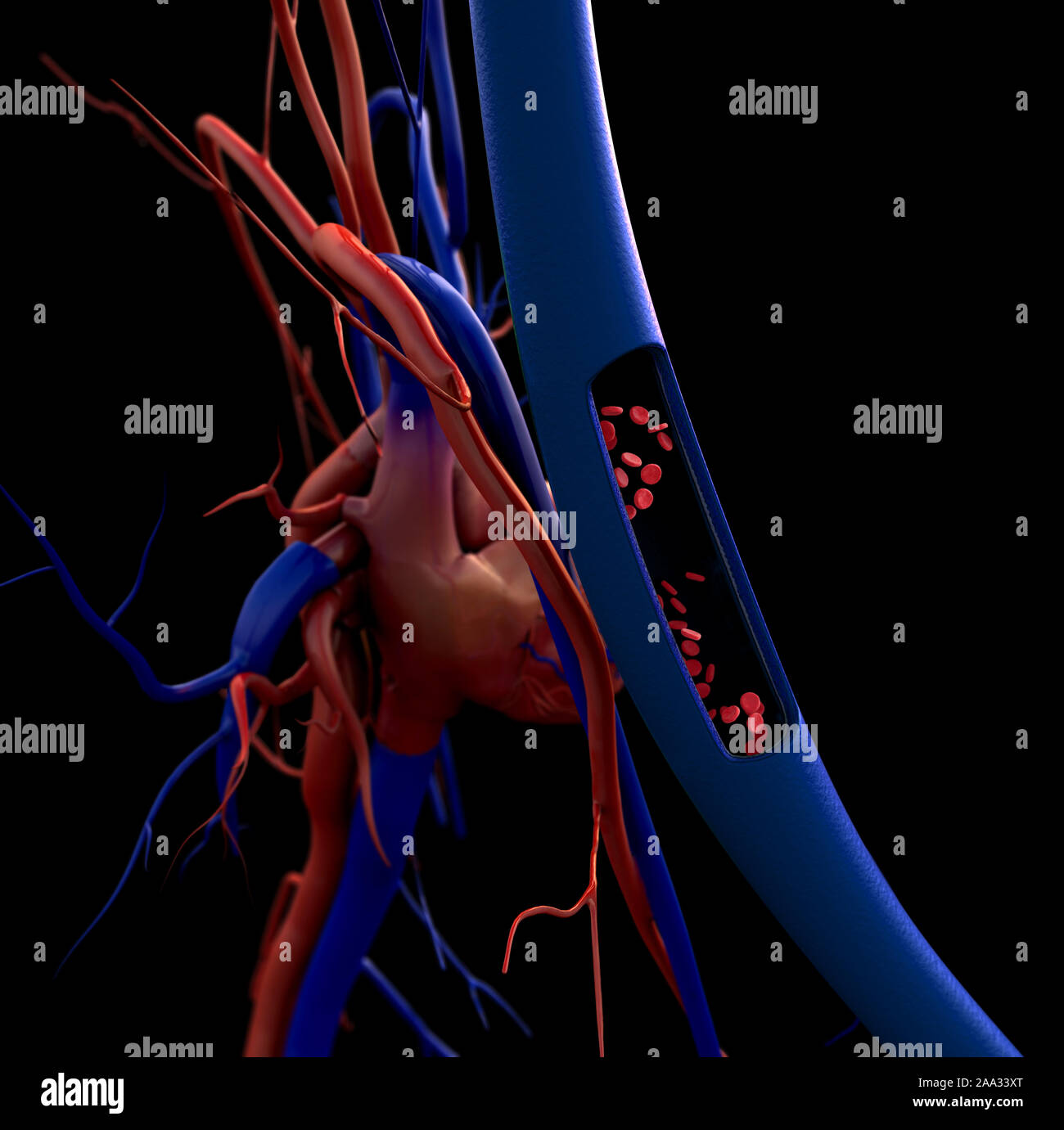 Heart model, Human heart model, Full clipping path included, Human ...