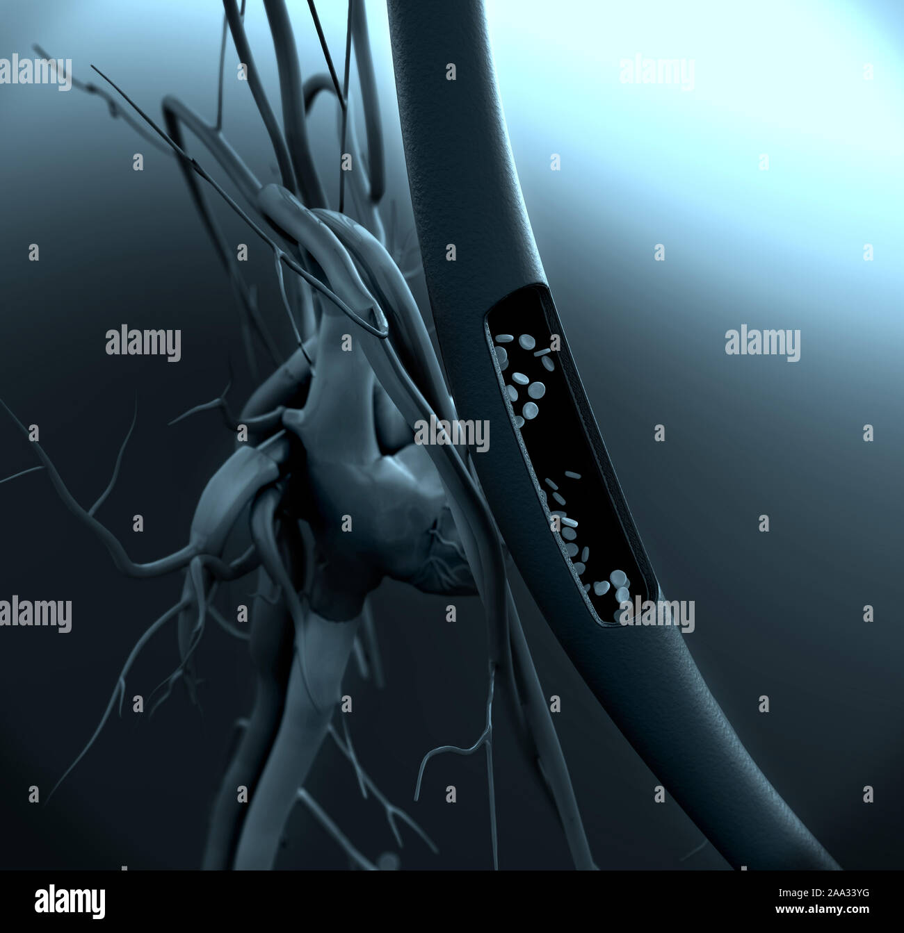 Heart model, Human heart model, Full clipping path included, Human ...