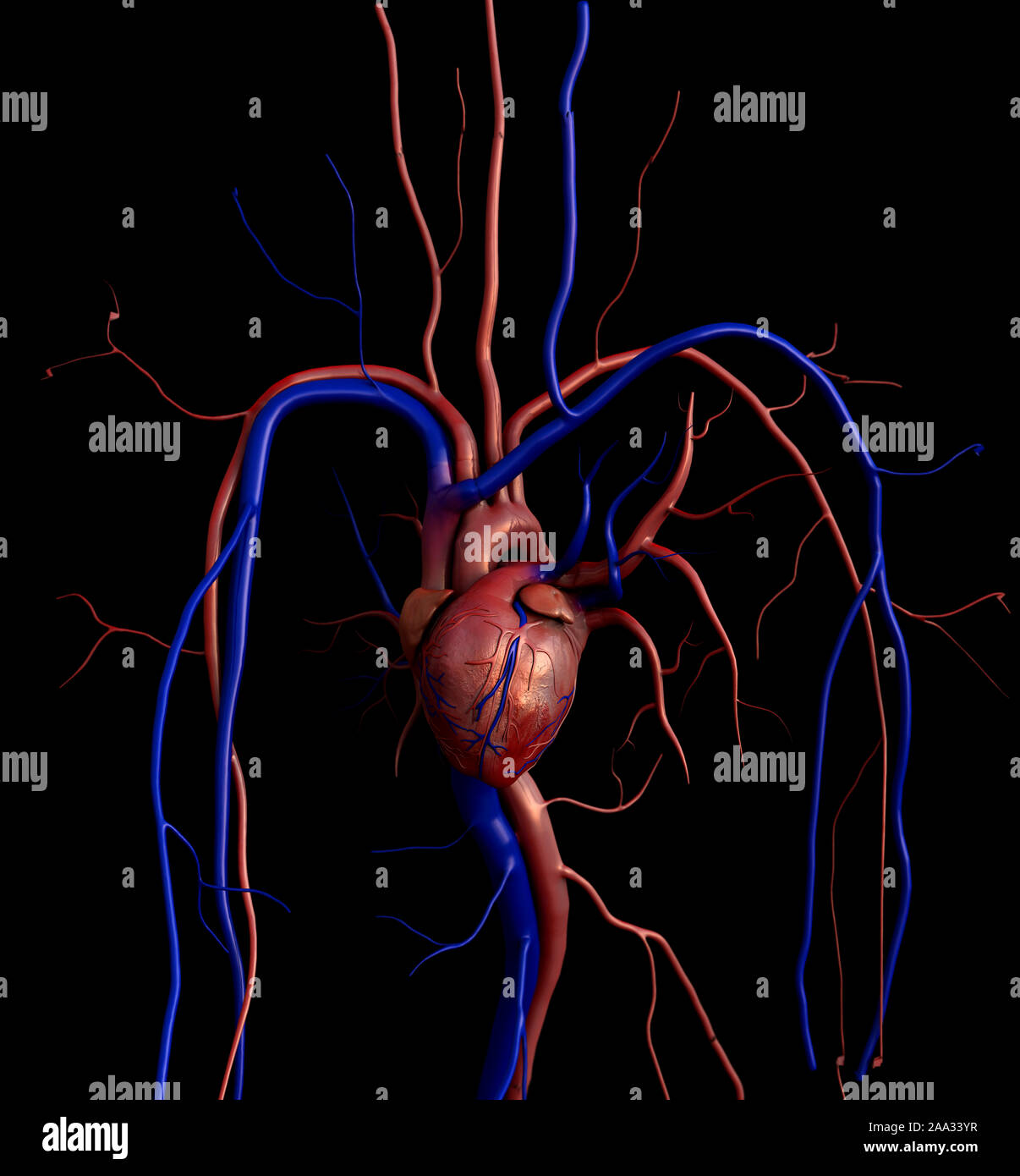 Cardiac Notch High Resolution Stock Photography and Images - Alamy