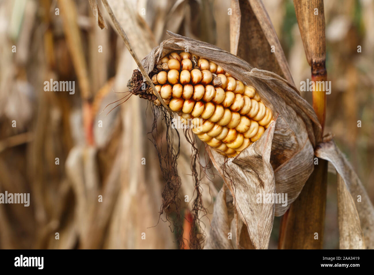 Corn field just before the harvest in Brittany Stock Photo - Alamy