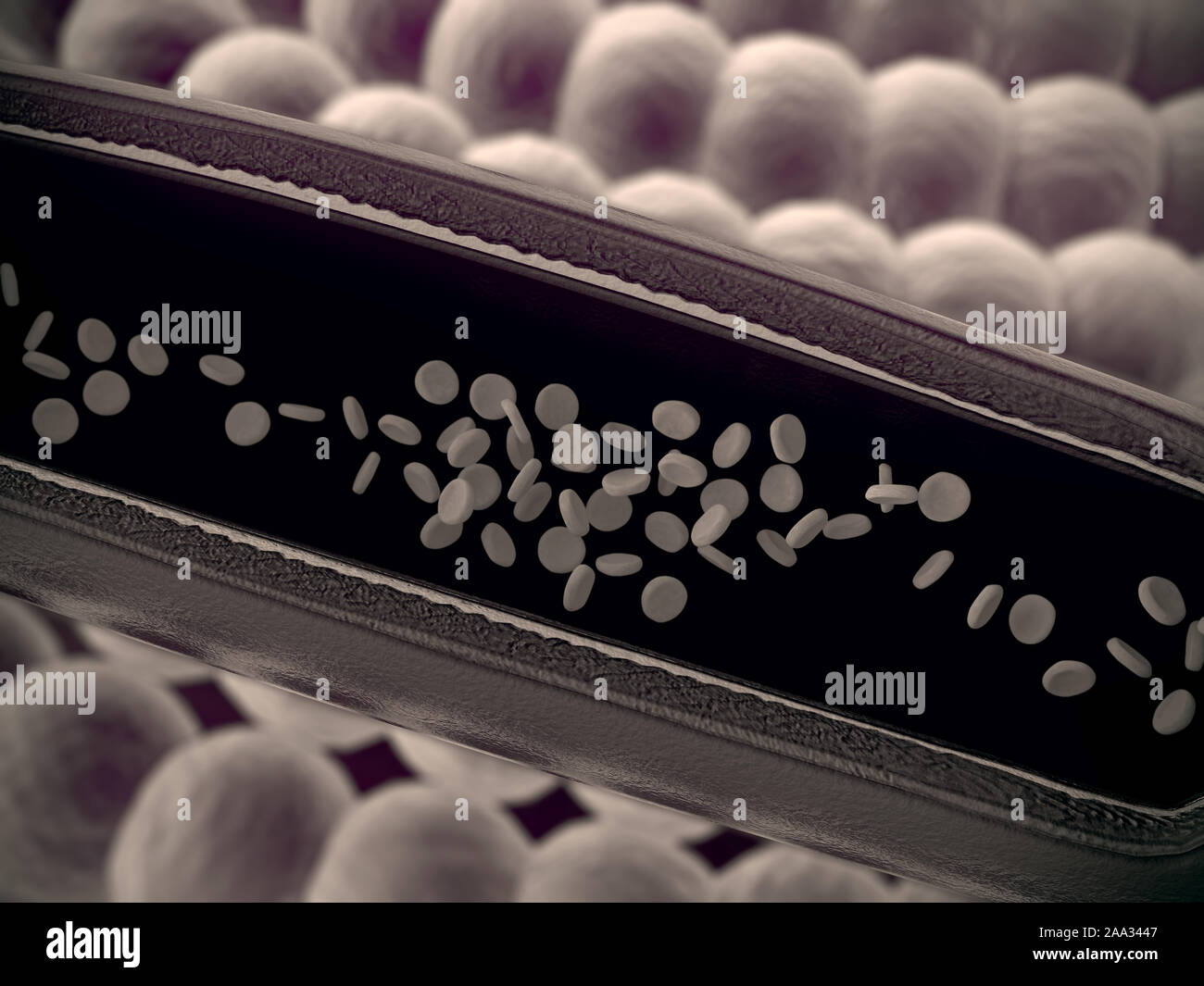 artery shown with a cut out section, High quality rendering with ...
