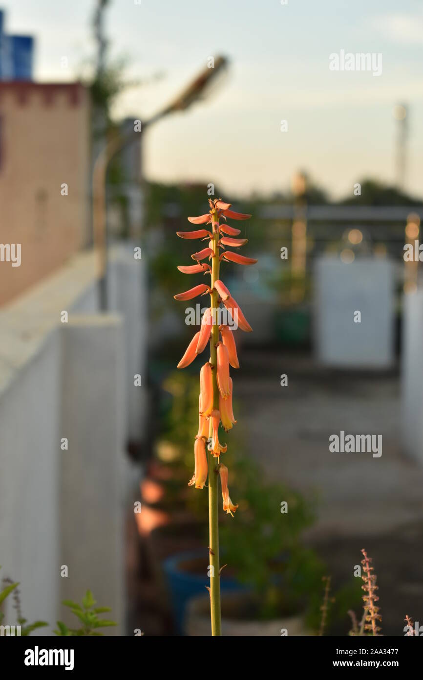beautiful Aloe Vera flower with blur background,Slice aloe flower at ...