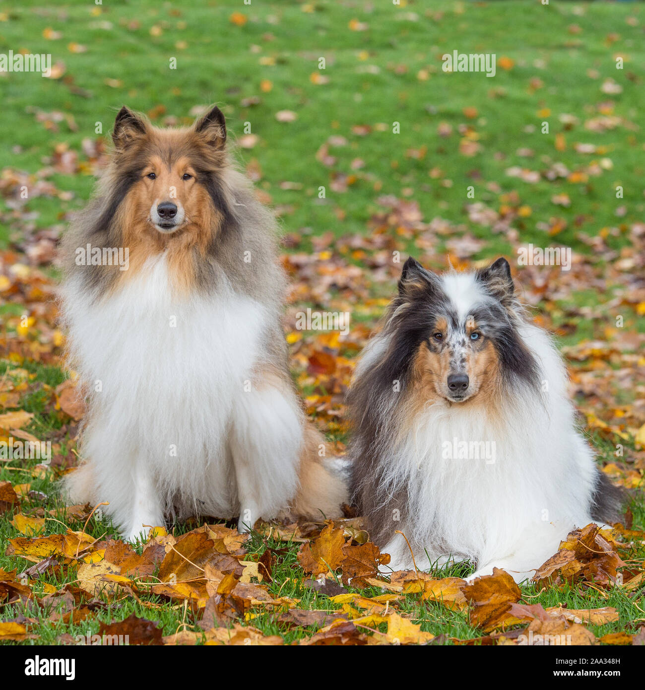 rough collie dog Stock Photo - Alamy
