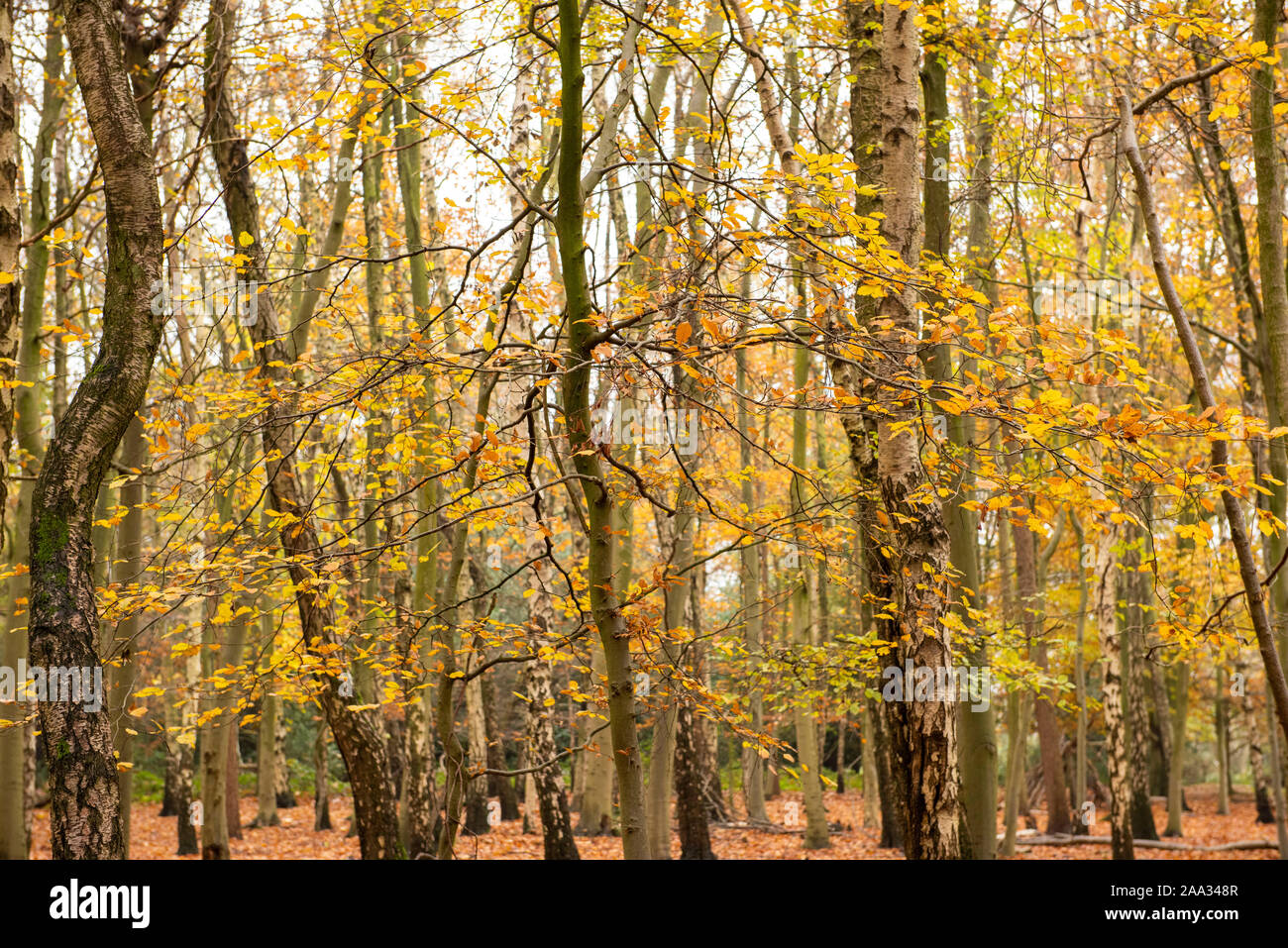 Autumn in Sutton Park, Sutton Coldfield Birmingham West Midlands ...