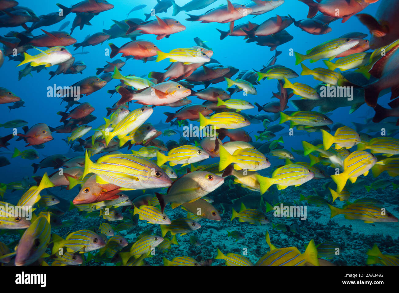 Humpback Snapper and Bluestripe Snapper, Lutjanus gibbus, Lutjanus ...