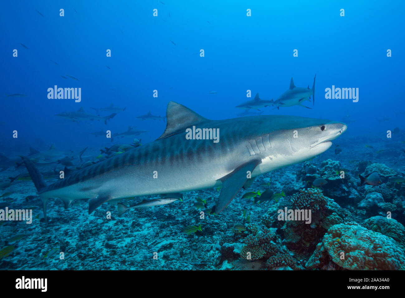Tiger Shark, Galeocerdo cuvier, Tahiti, French Polynesia Stock Photo ...