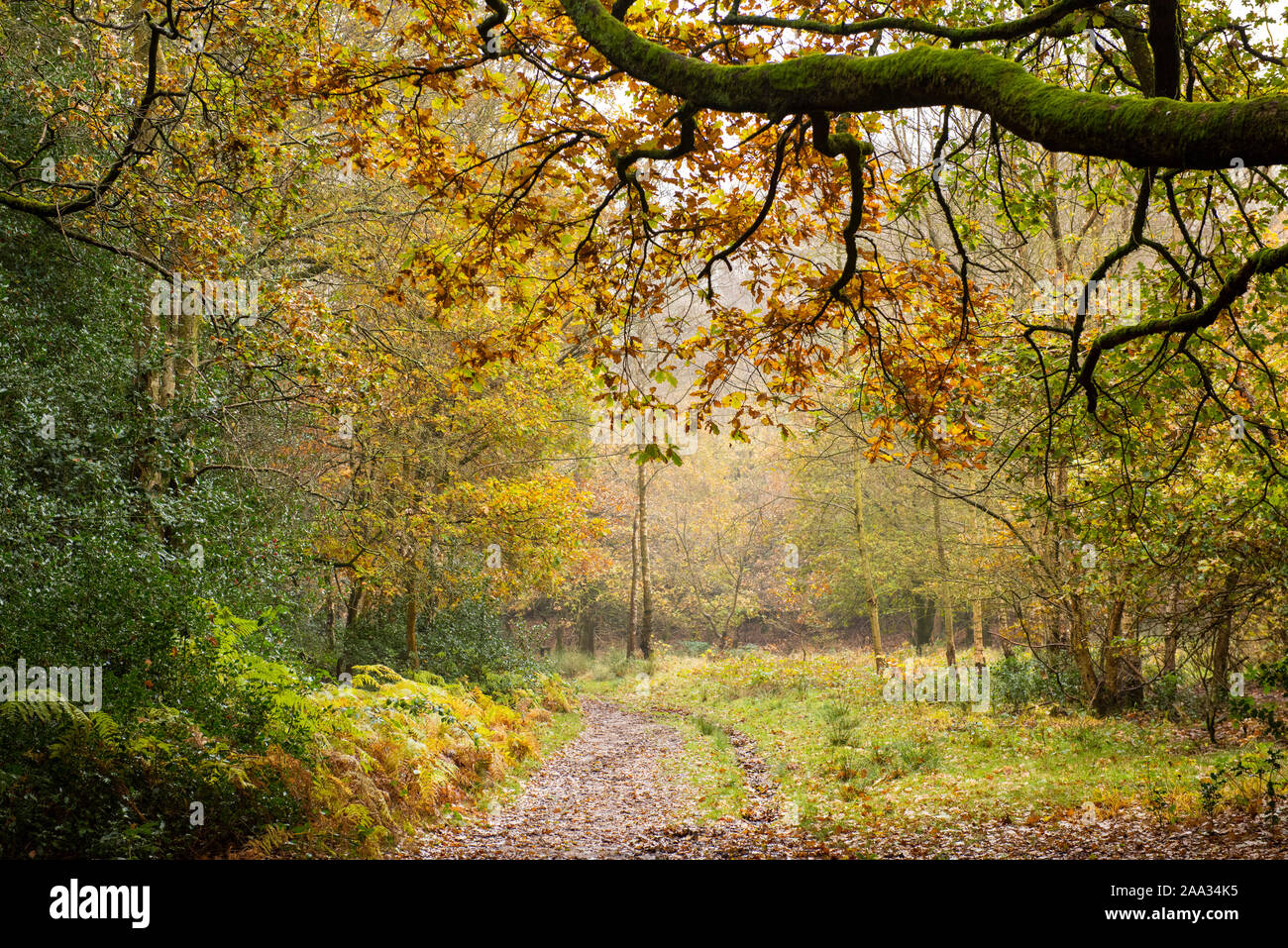 Autumn in Sutton Park, Sutton Coldfield Birmingham West Midlands ...