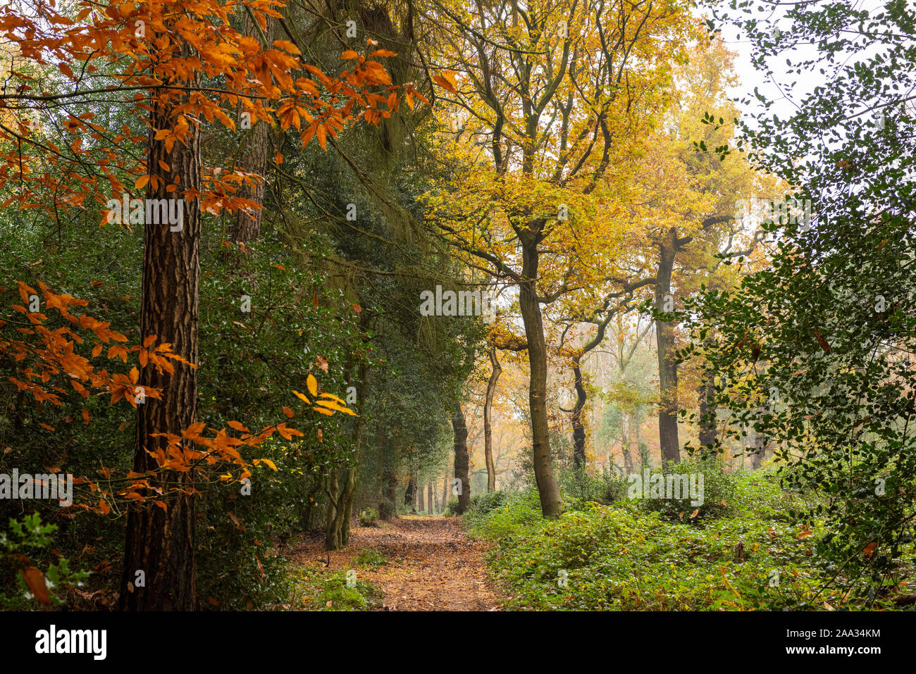 Sutton park birmingham hi-res stock photography and images - Alamy