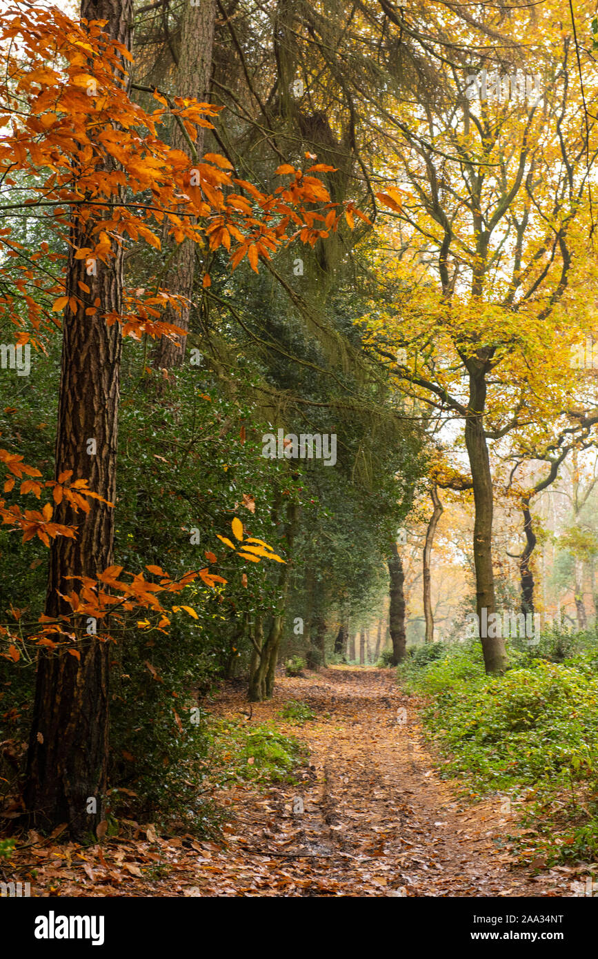 Autumn in Sutton Park, Sutton Coldfield Birmingham West Midlands ...