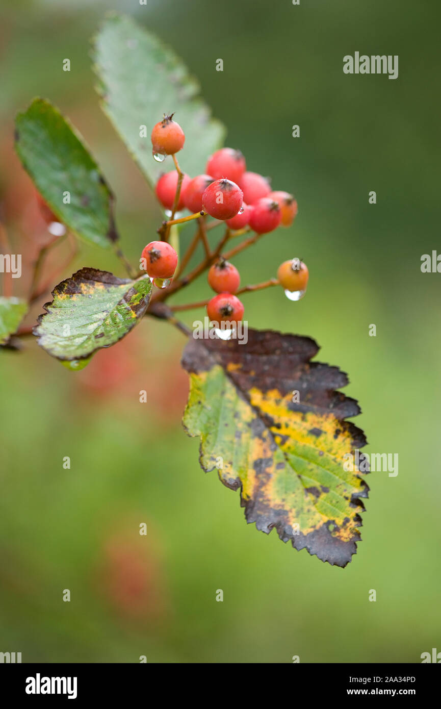 Sorbus intermedia,Schwedische Mehlbeere,Bastard-Mehlbeere,Swedish ...