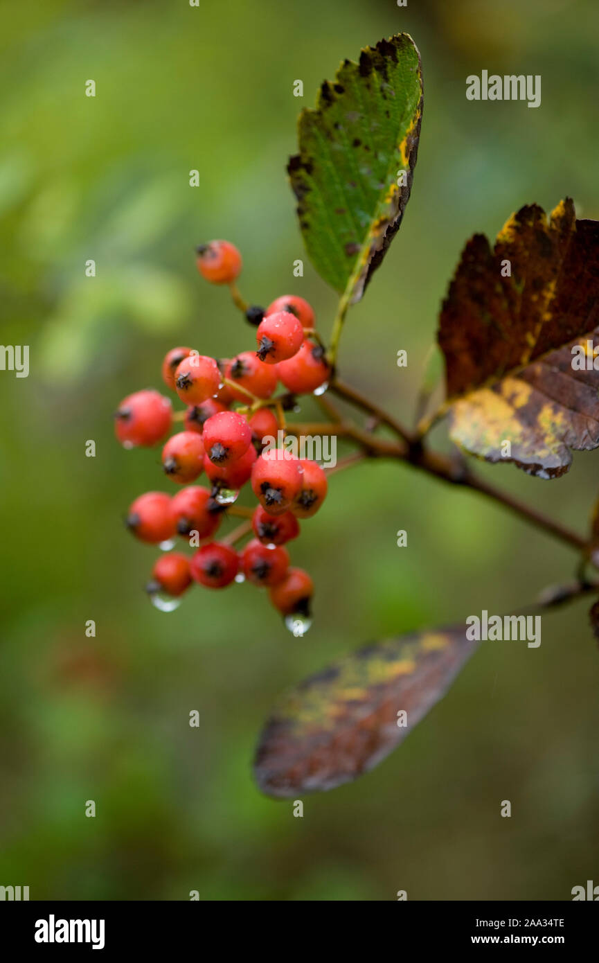 Sorbus intermedia,Schwedische Mehlbeere,Bastard-Mehlbeere,Swedish ...