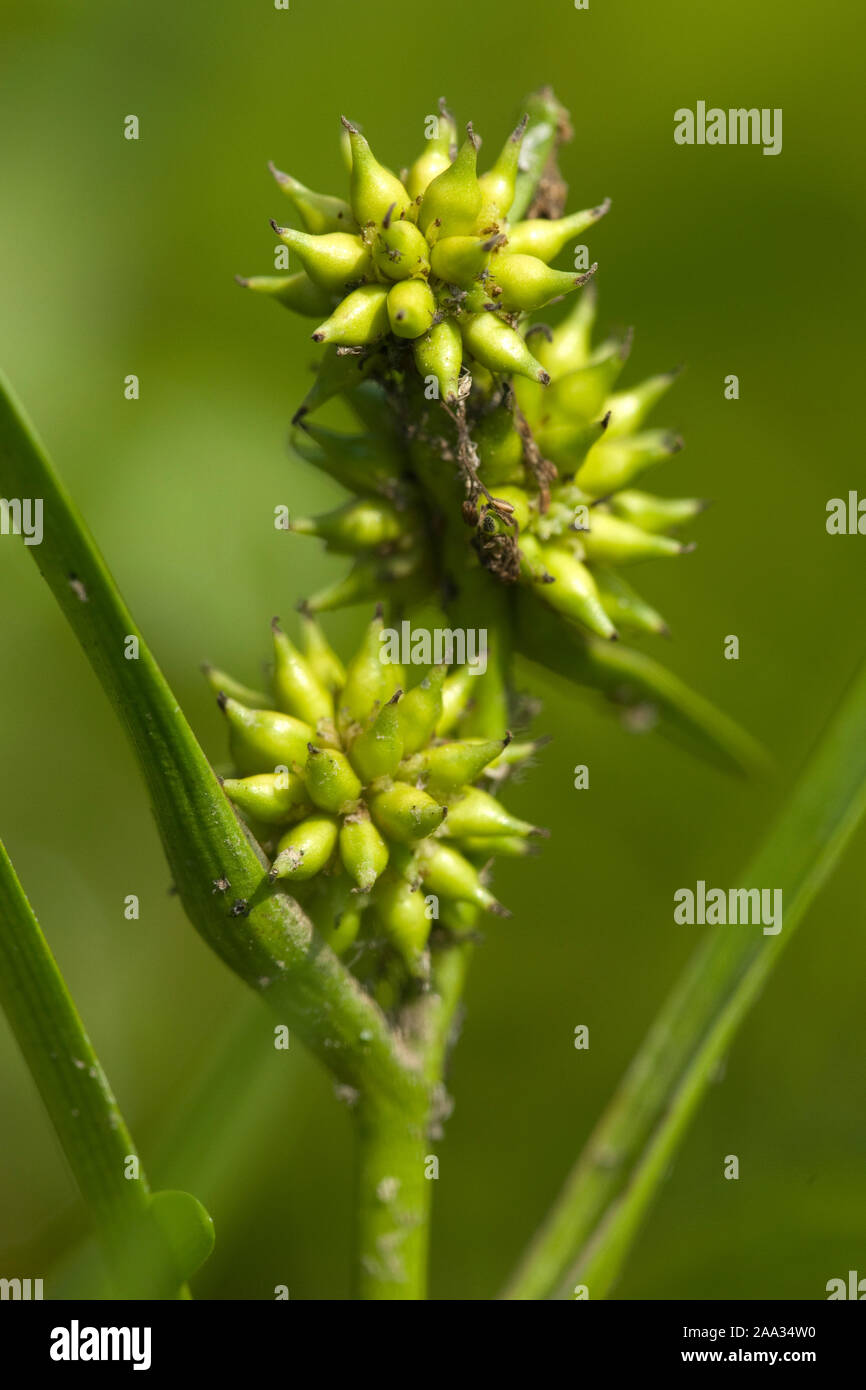 Sparganium natans,Zwerg-Igelkolben,Small bur-reed Stock Photo - Alamy
